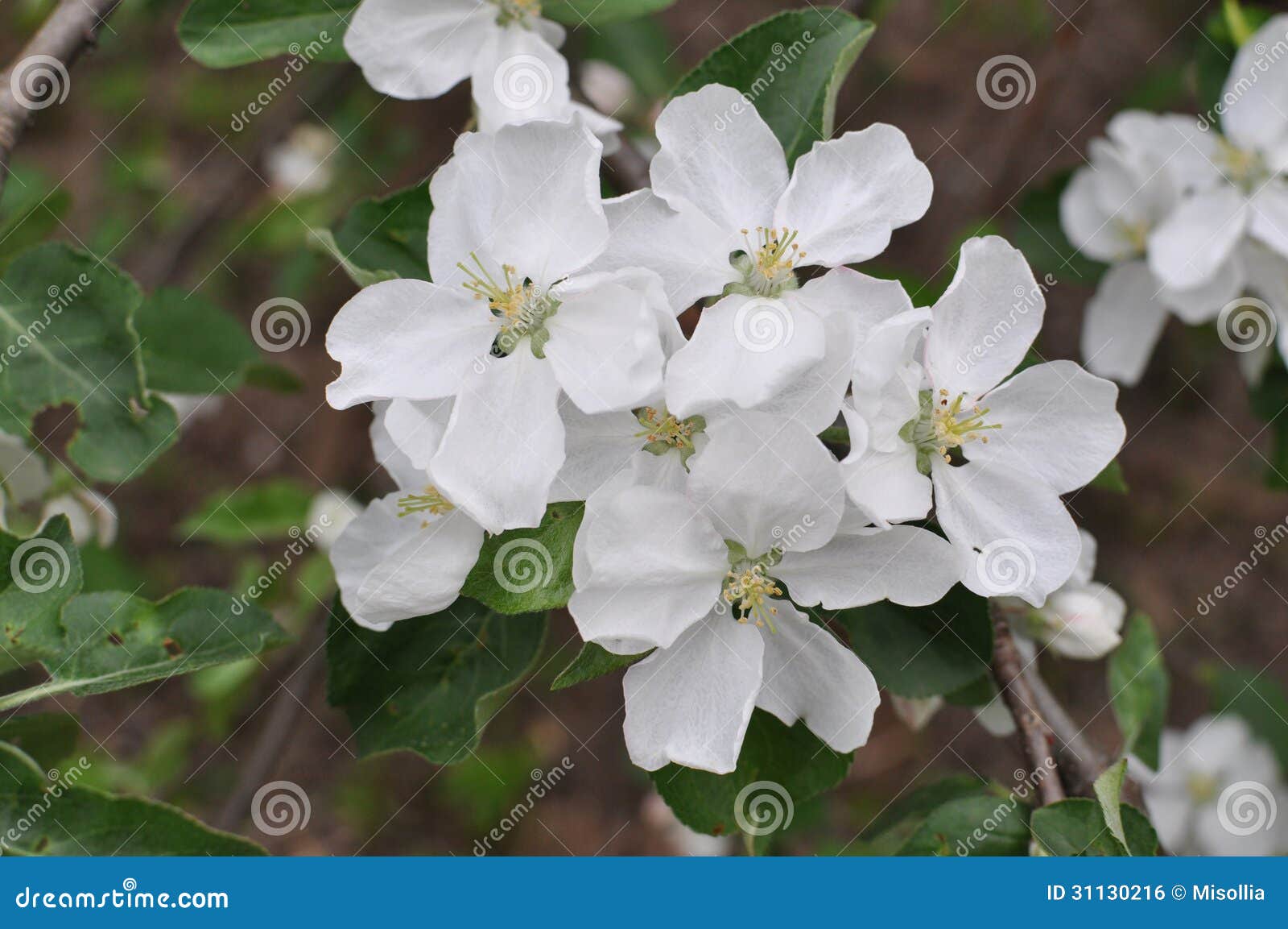 Apple-boom in bloei stock foto. Image of bloesems, mooi - 31130216