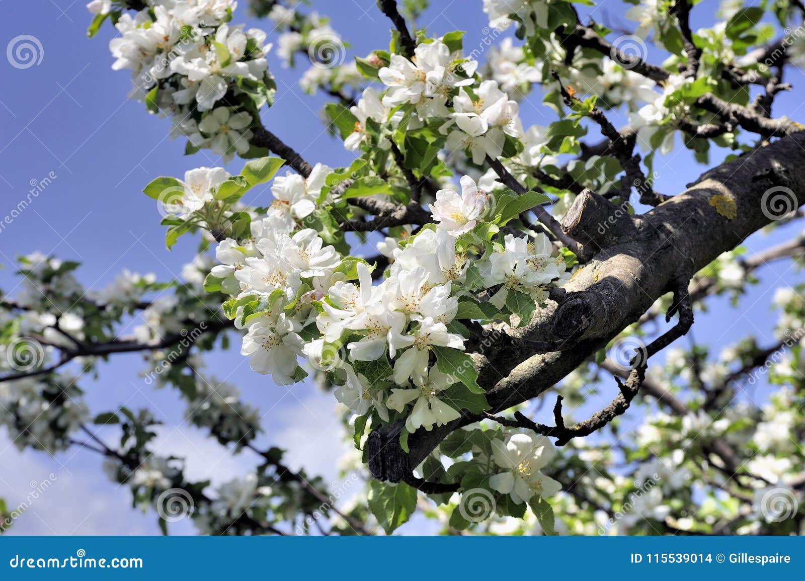 Apple-boom in Bloei Die De Lente Aankondigen Stock Foto - Image of boom ...