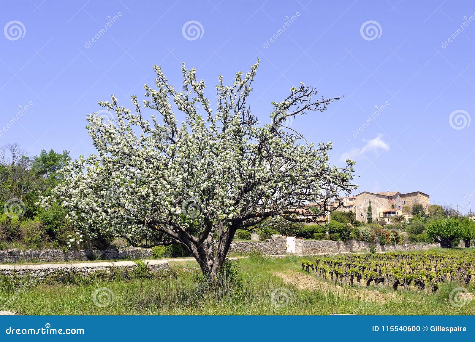 Apple-boom in Bloei Die De Lente Aankondigen Stock Foto - Image of ...
