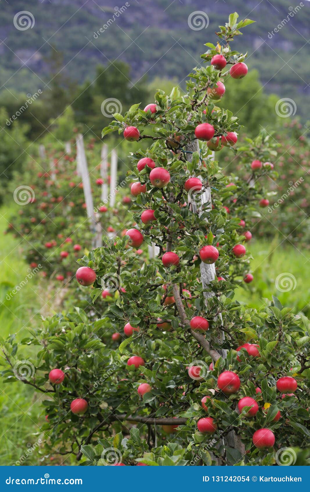 Apple-boom Lofthus stock foto. Image of mand, heuvel - 131242054