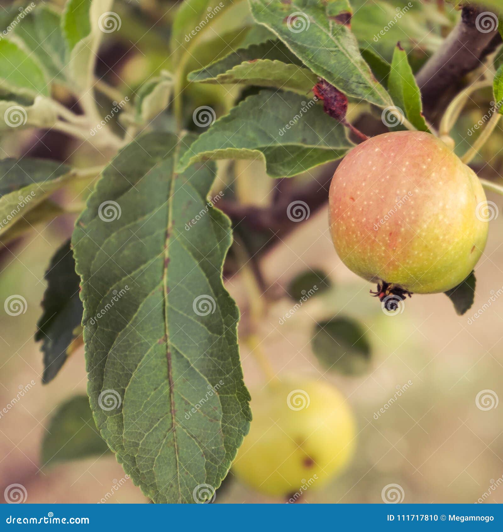 Apple-boom met appelen stock foto. Image of vruchten - 111717810