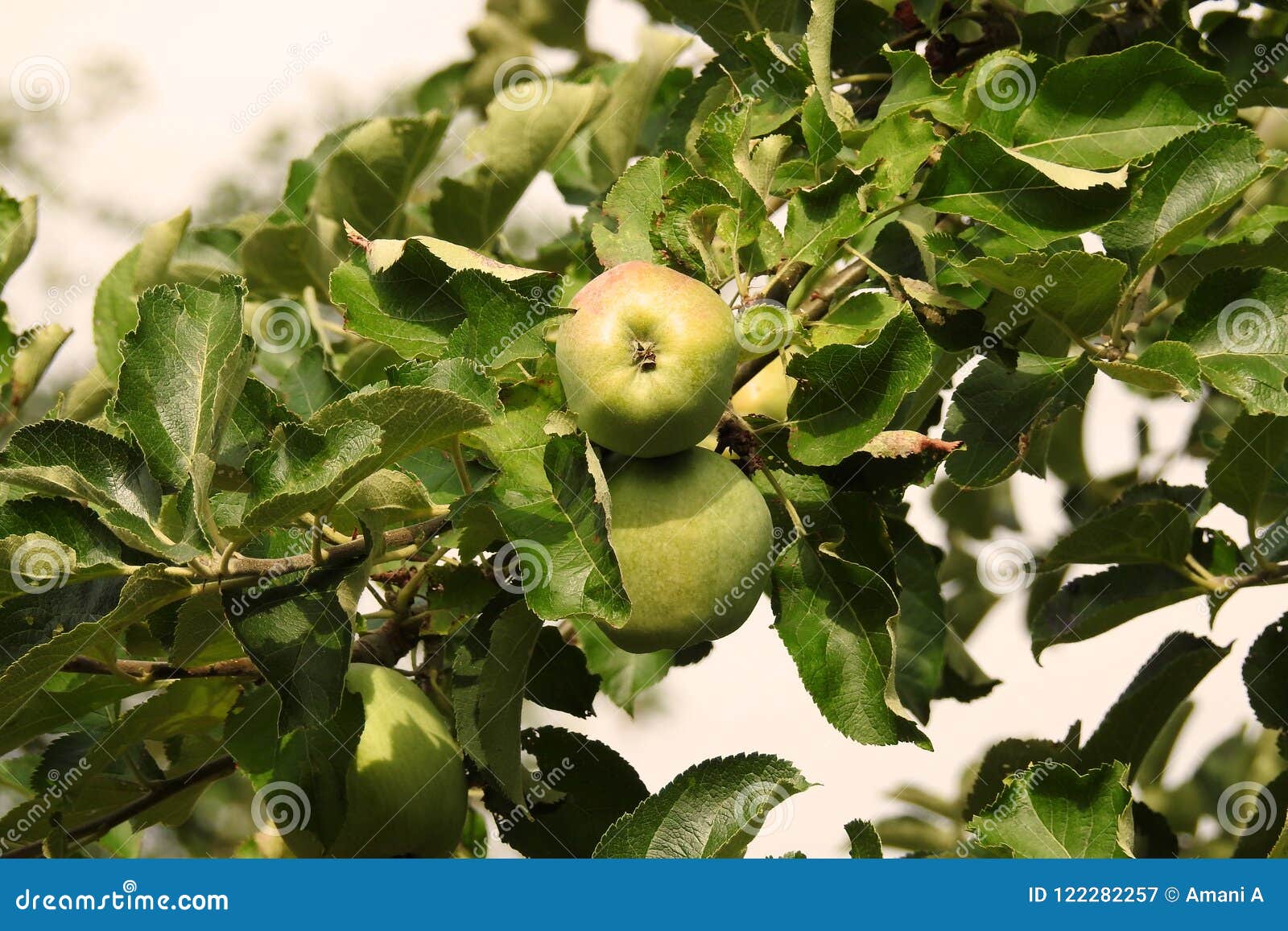 Apple-boom met appelen stock afbeelding. Image of overvloedig - 122282257