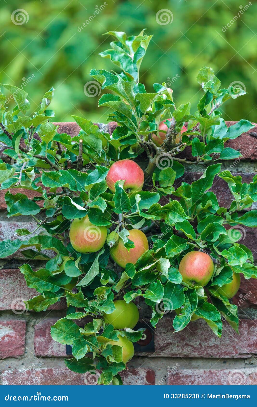 Apple-boom Met Gerijpte Appelen in Een Boomgaard Stock Foto - Image of ...