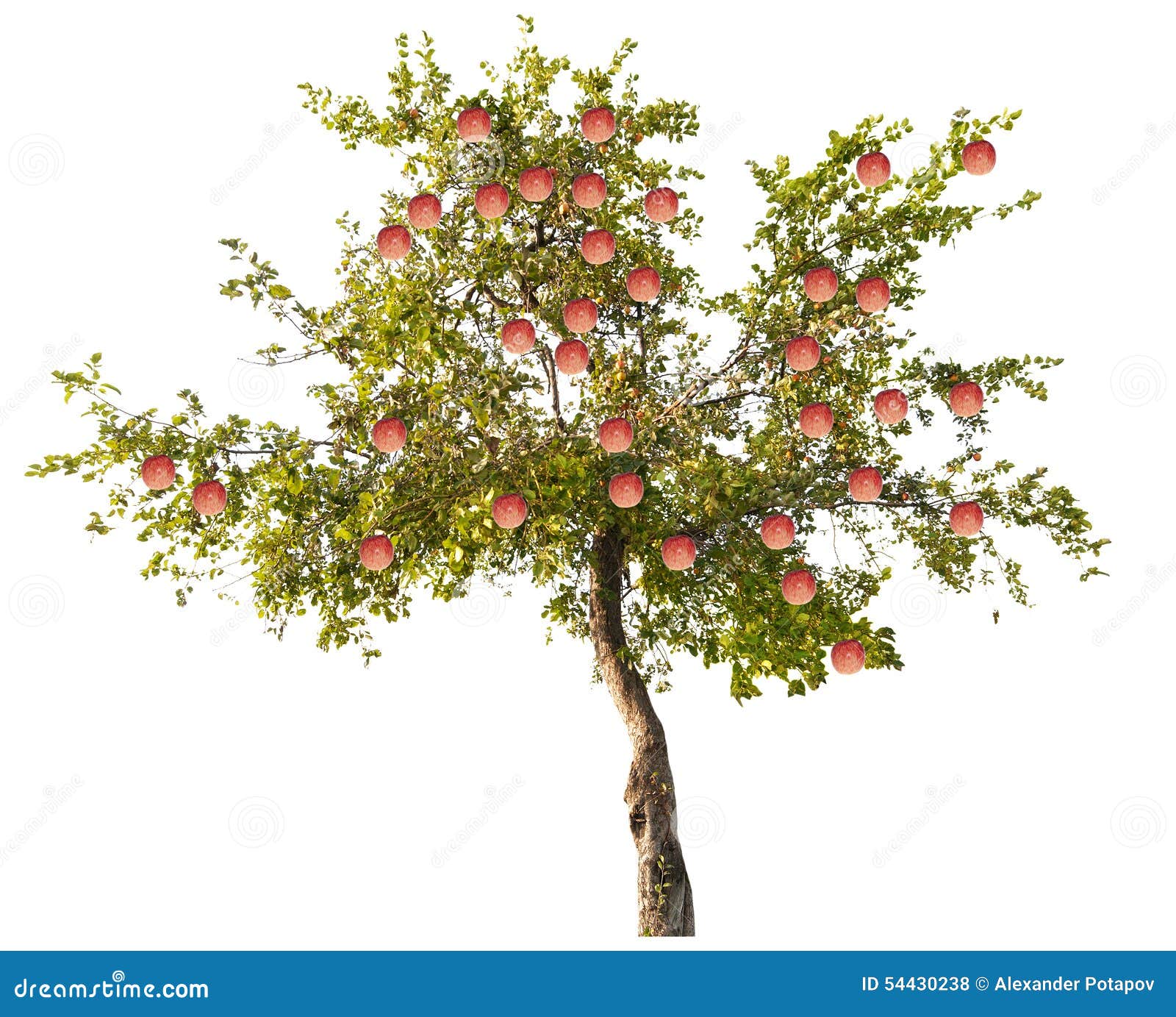 Apple-boom Met Grote Roze Vruchten Op Wit Stock Foto - Image of zomer ...