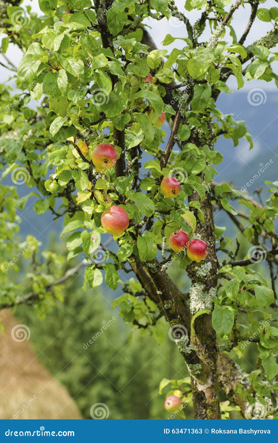 Apple-boom met vruchten stock afbeelding. Image of ecologie - 63471363