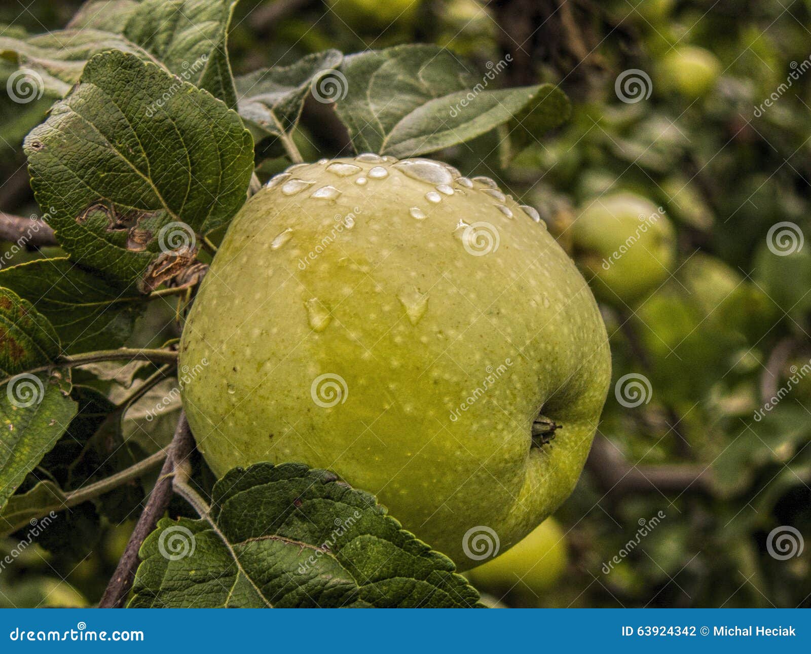 Apple-boom met vruchten stock foto. Image of installatie - 63924342