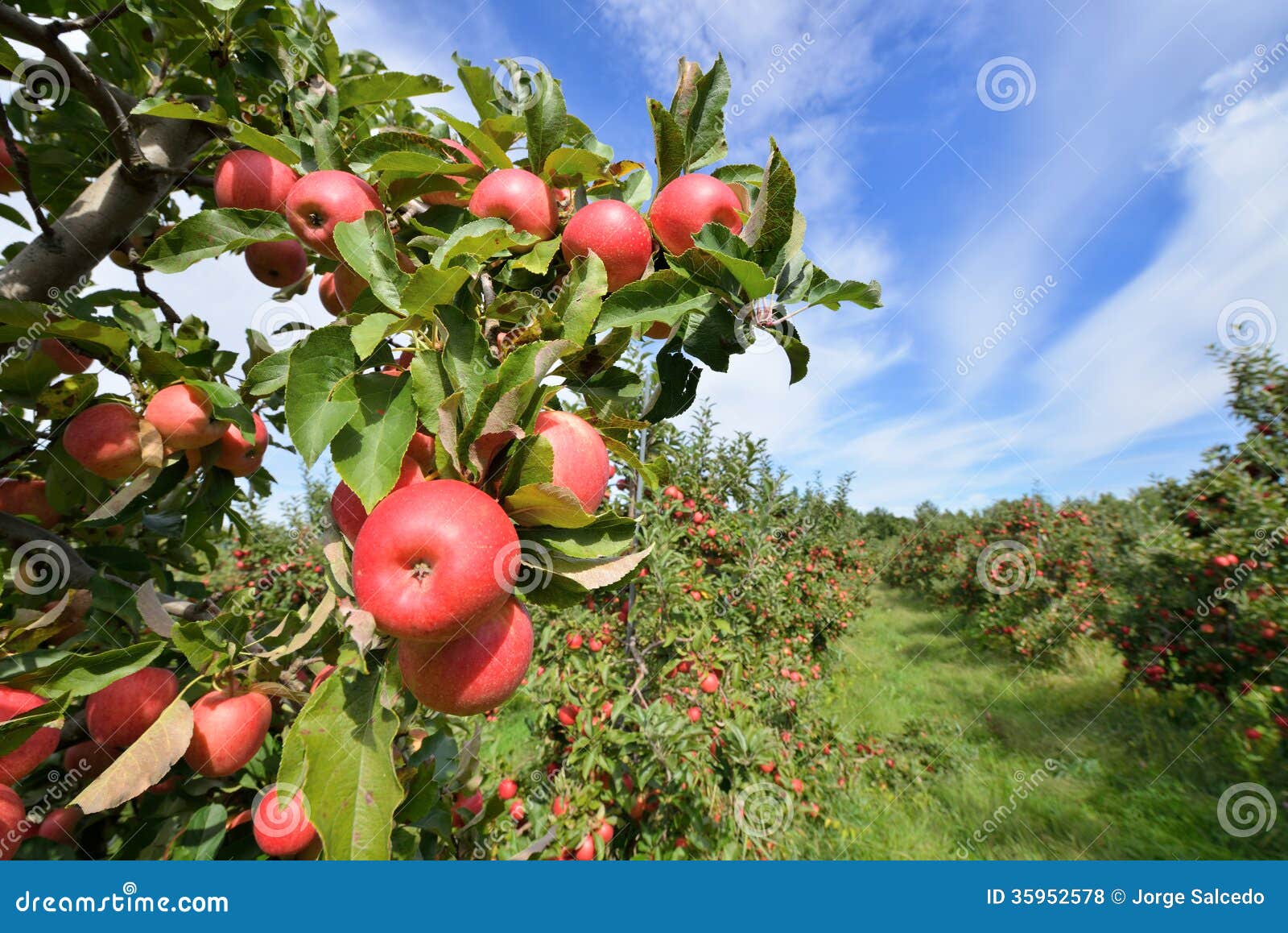 Apple-Boomgaard stock foto. Image of daling, groei, najaar - 35952578
