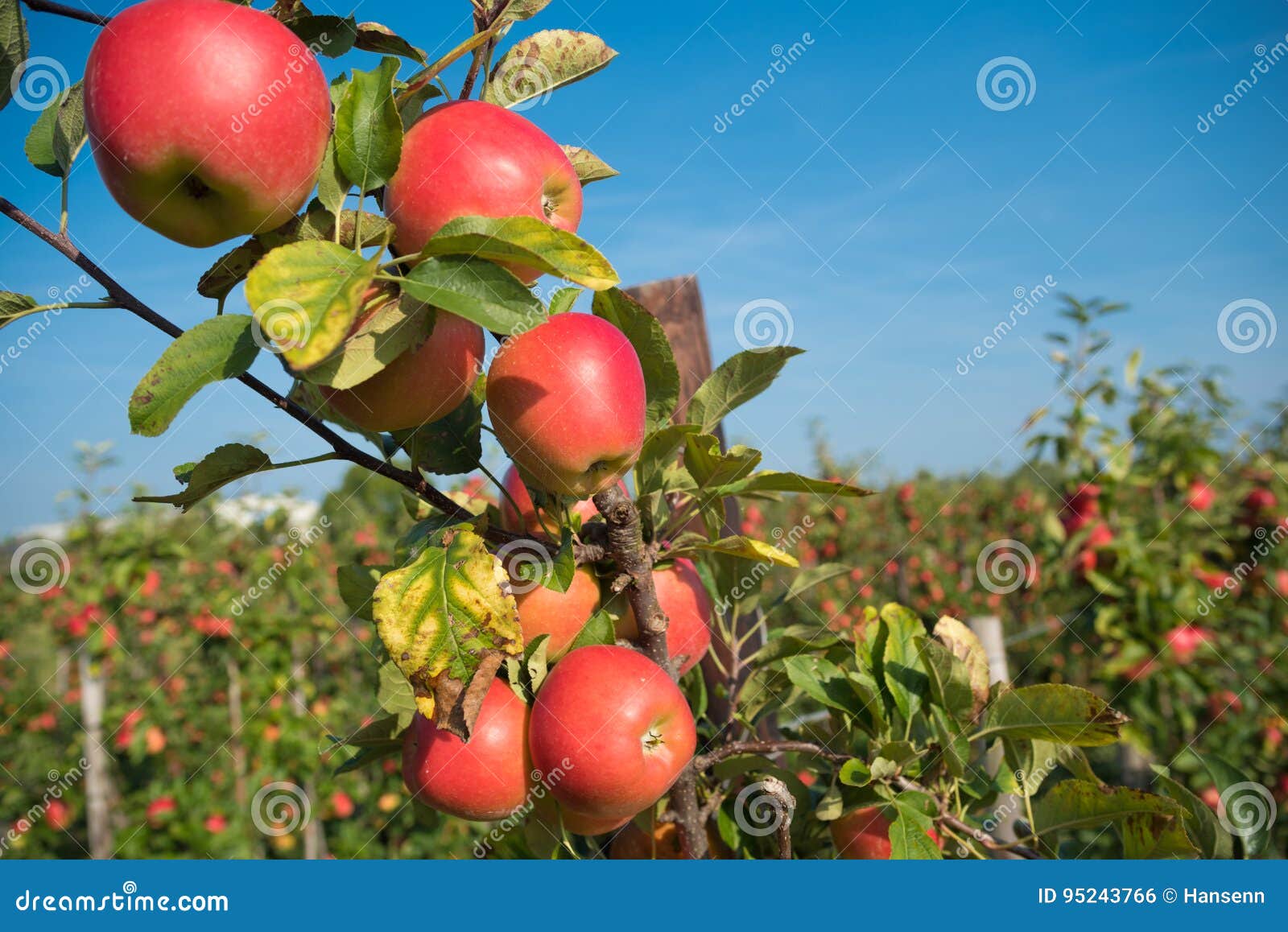 Apple-boomgaard Alvorens Te Oogsten Stock Foto - Image of landbouw ...