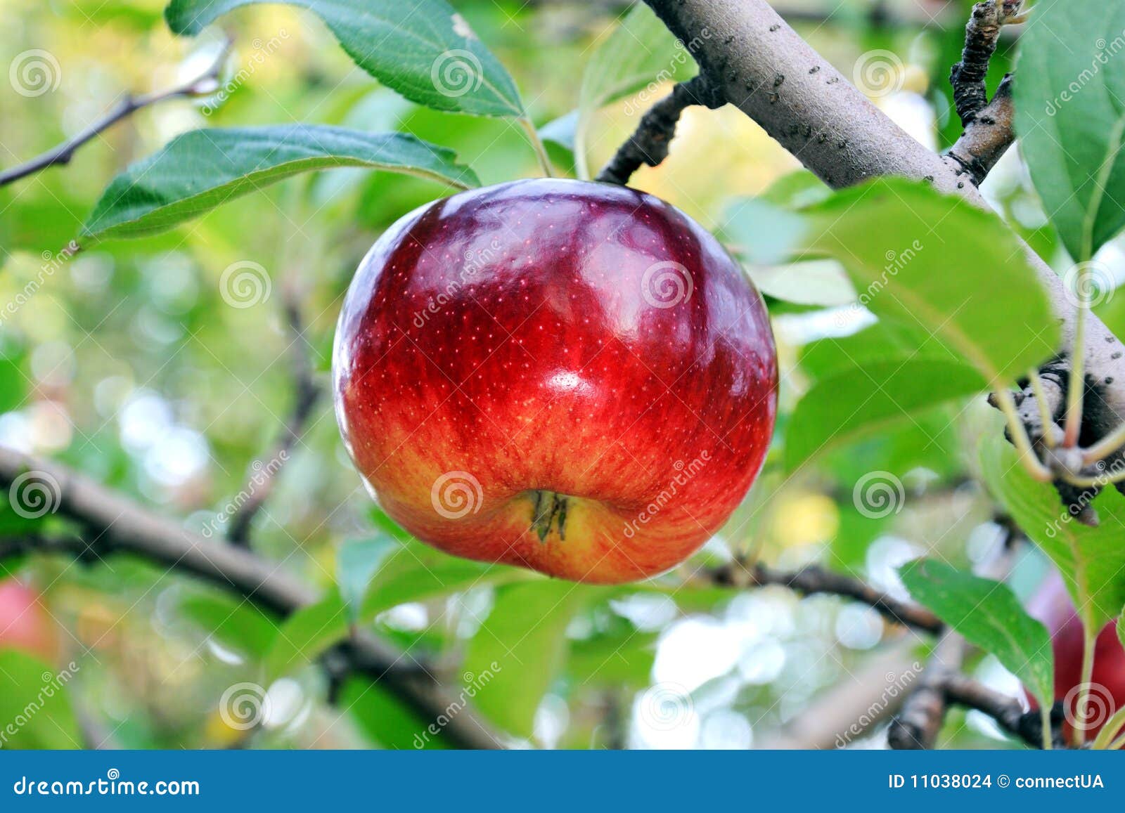 Apple on a branch stock photo. Image of agriculture, leaf - 11038024