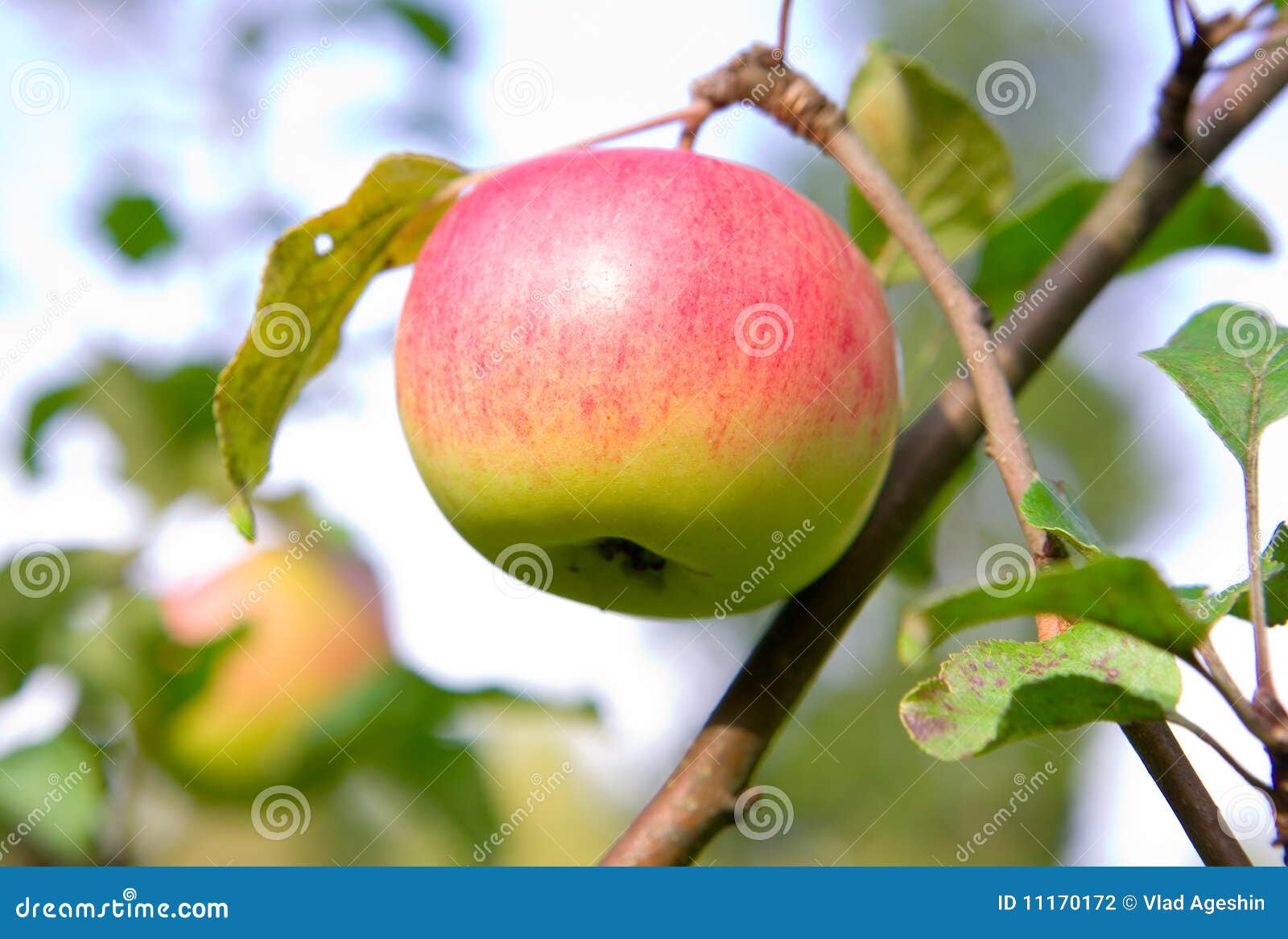 Apple on a branch stock photo. Image of tree, healthy - 11170172