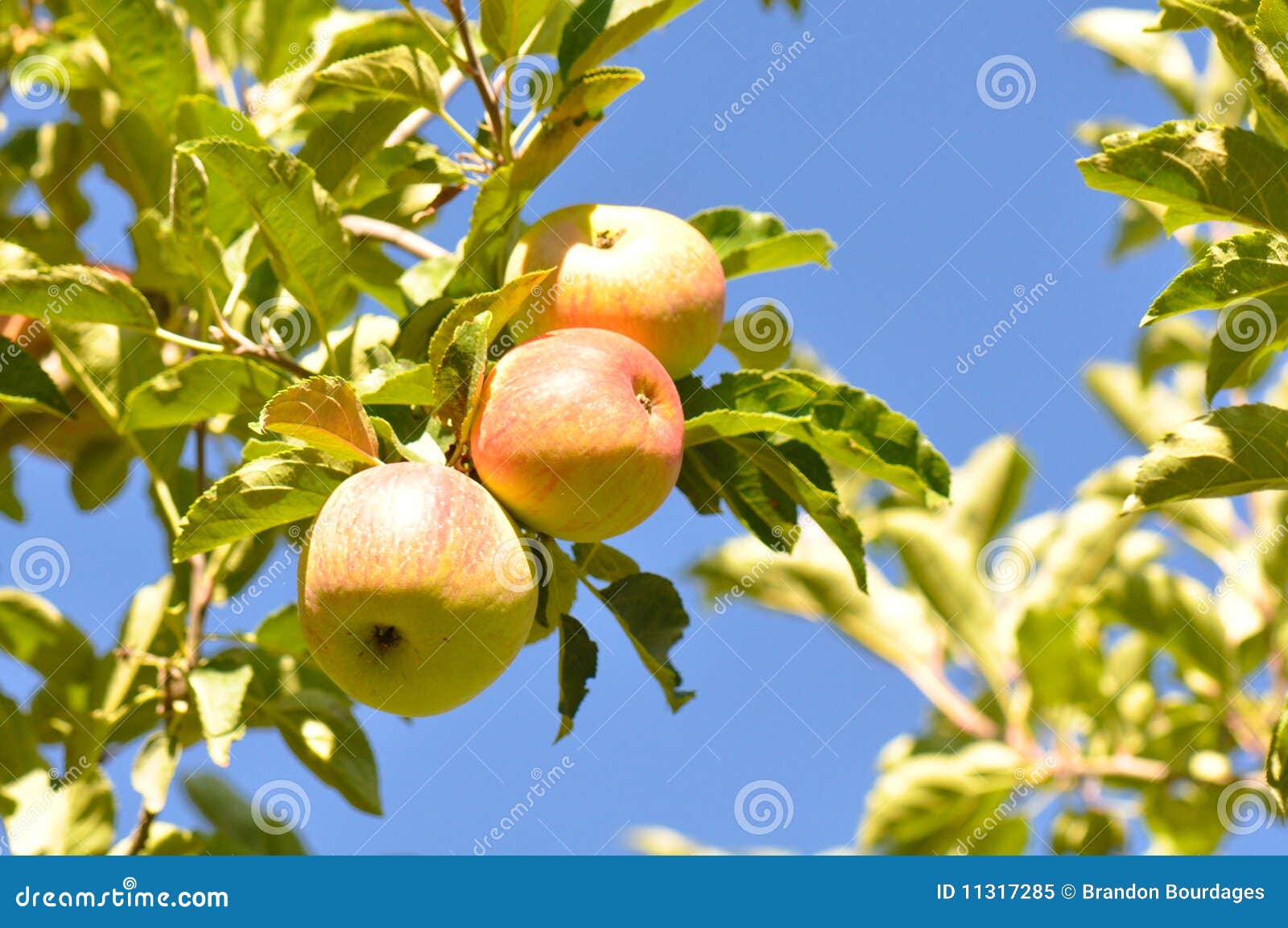 Apple Branch stock image. Image of apples, healthy, exterior - 11317285