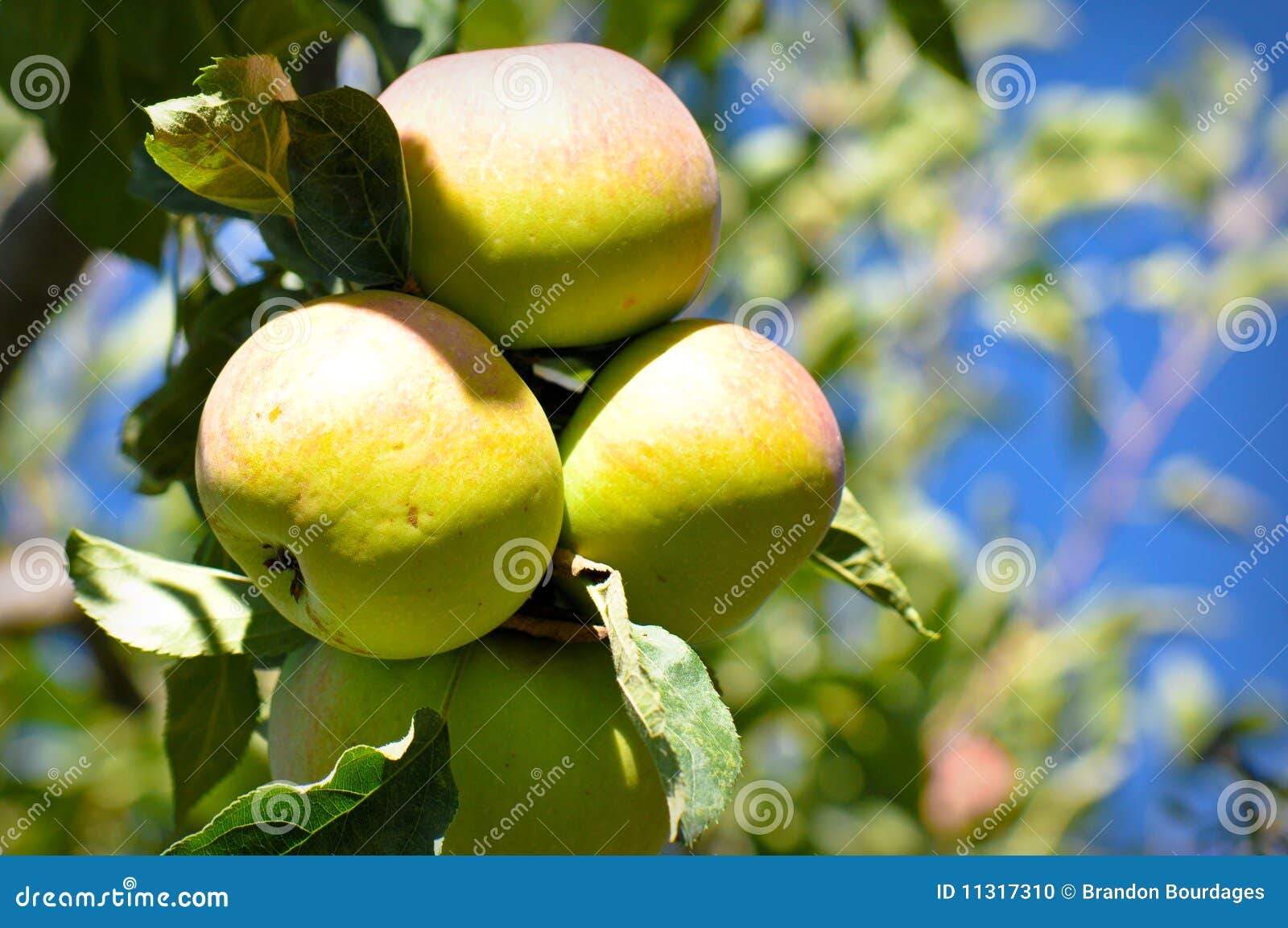 Apple Branch stock photo. Image of orchard, ripening - 11317310