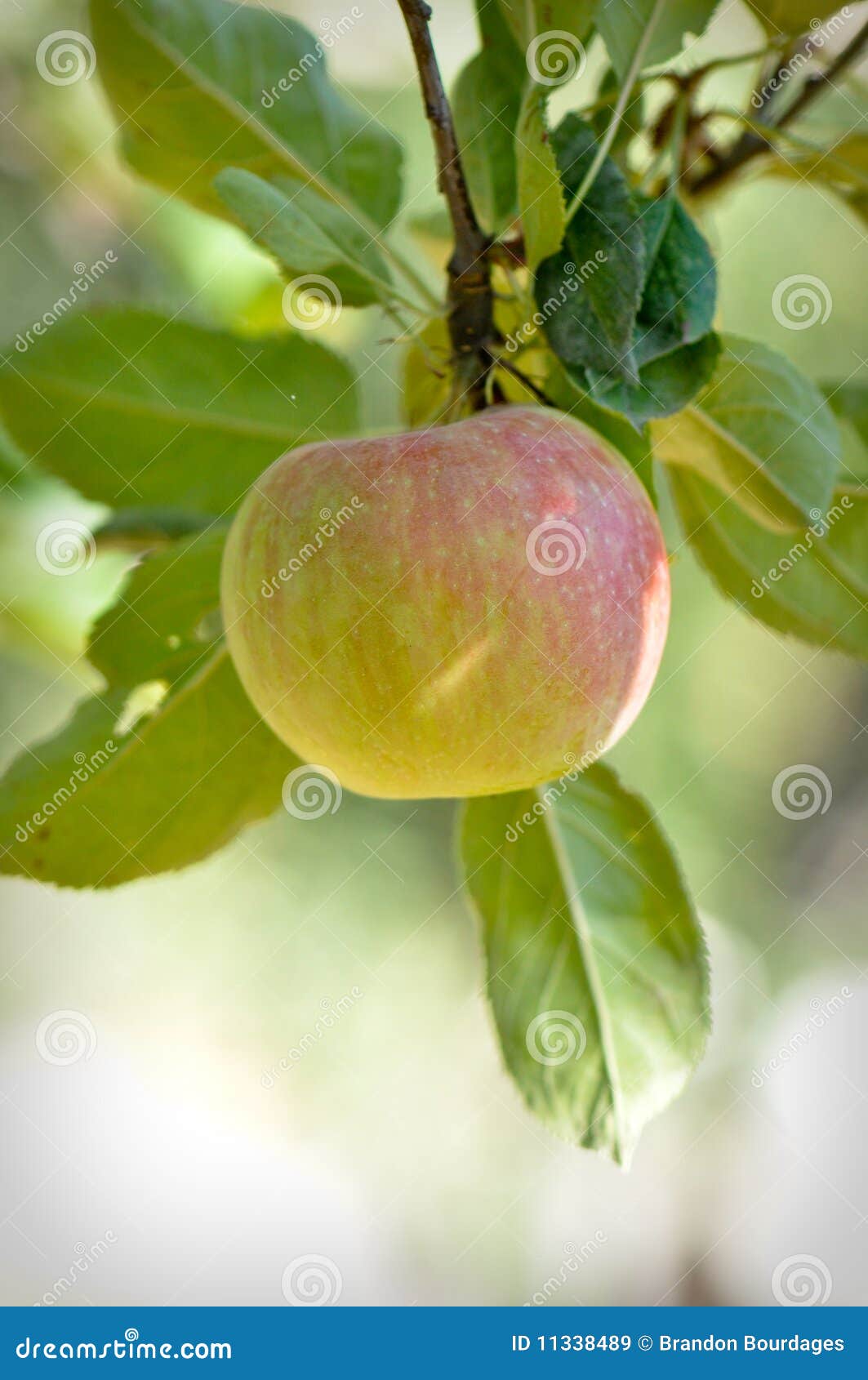 Apple Branch stock image. Image of outdoors, apples, blurred - 11338489