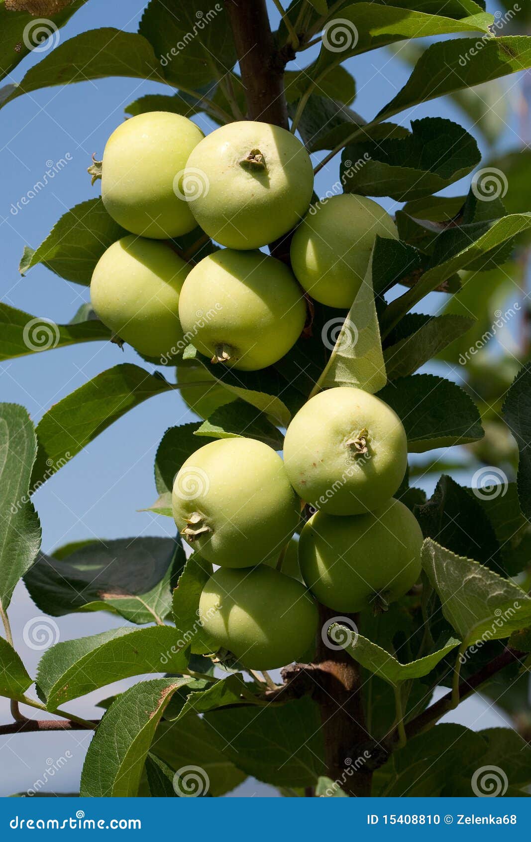 Apple Branch stock photo. Image of wild, mature, green - 15408810