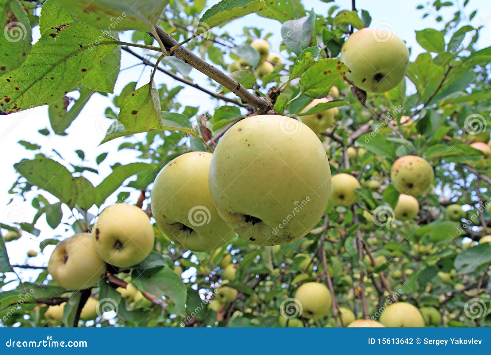 Apple on branch stock photo. Image of beauty, backgrounds - 15613642