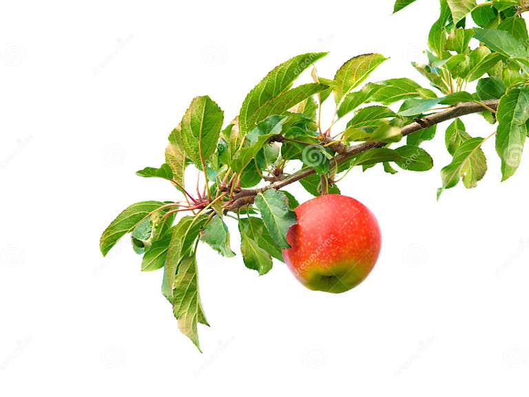 Apple on branch stock image. Image of food, green, tree - 16292377