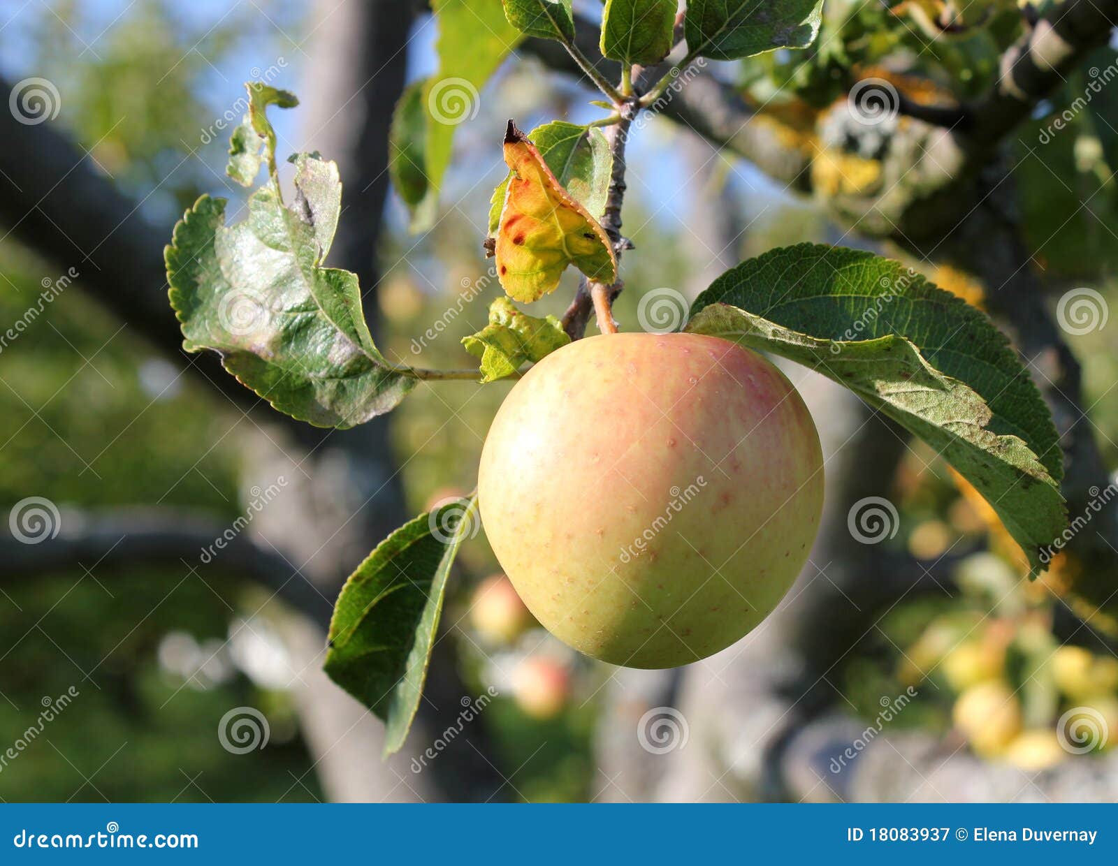 Apple on a branch stock image. Image of fruit, organic - 18083937