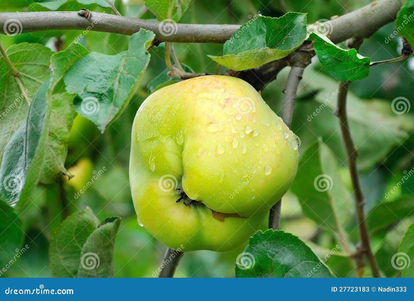 Apple on the branch stock image. Image of apple, horizontal - 27723183