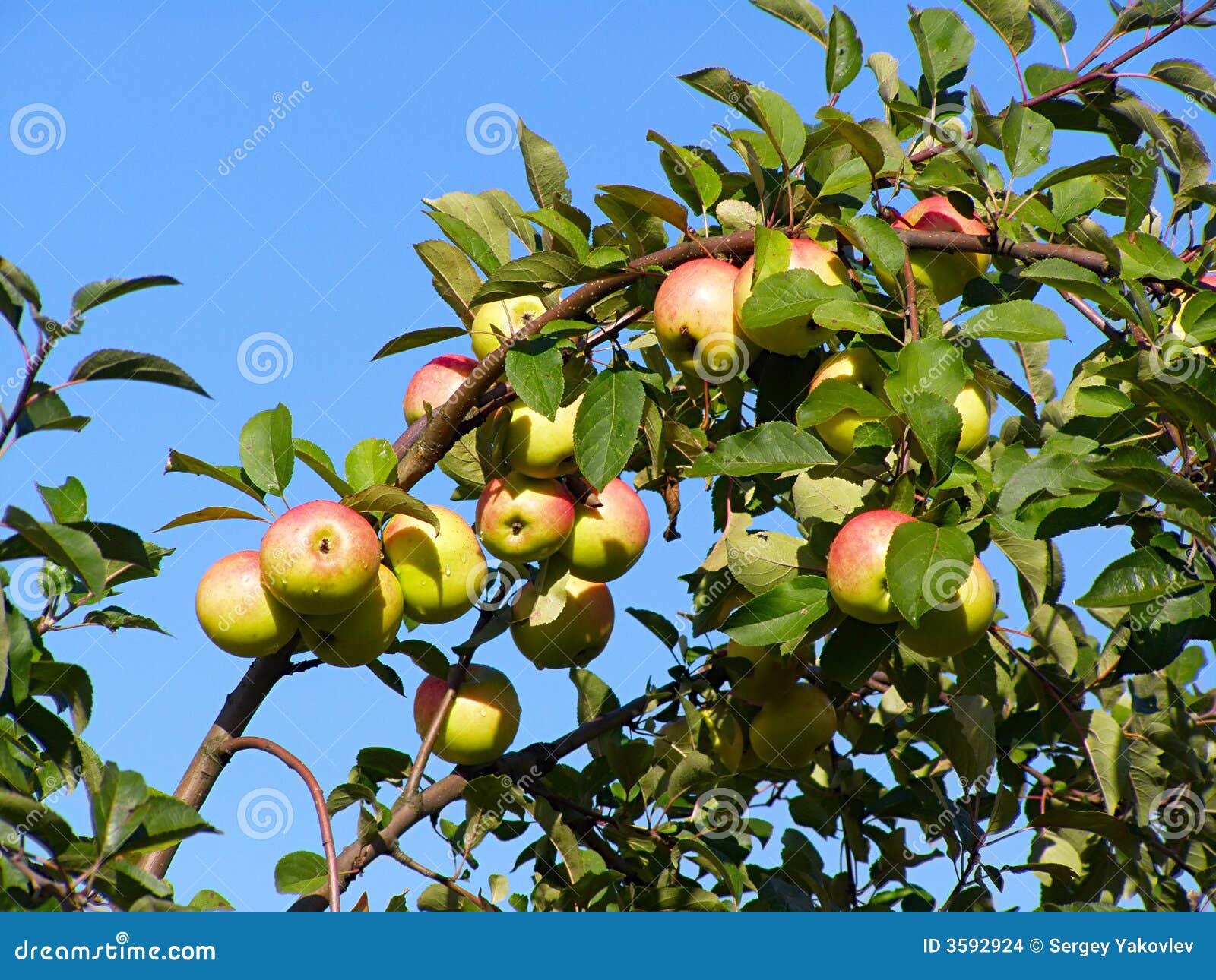 Apple on branch stock photo. Image of growth, apples, biology - 3592924