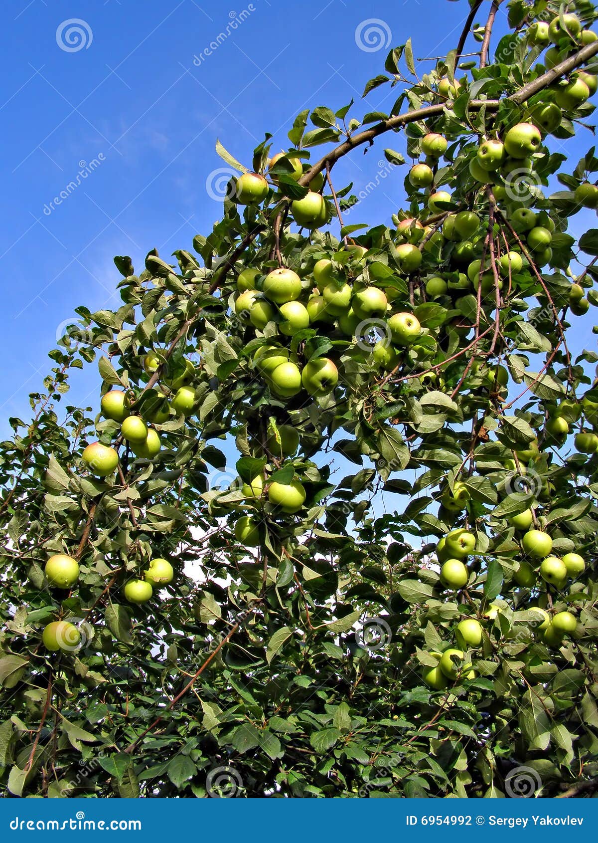 Apple on branch stock photo. Image of nature, lifestyles - 6954992