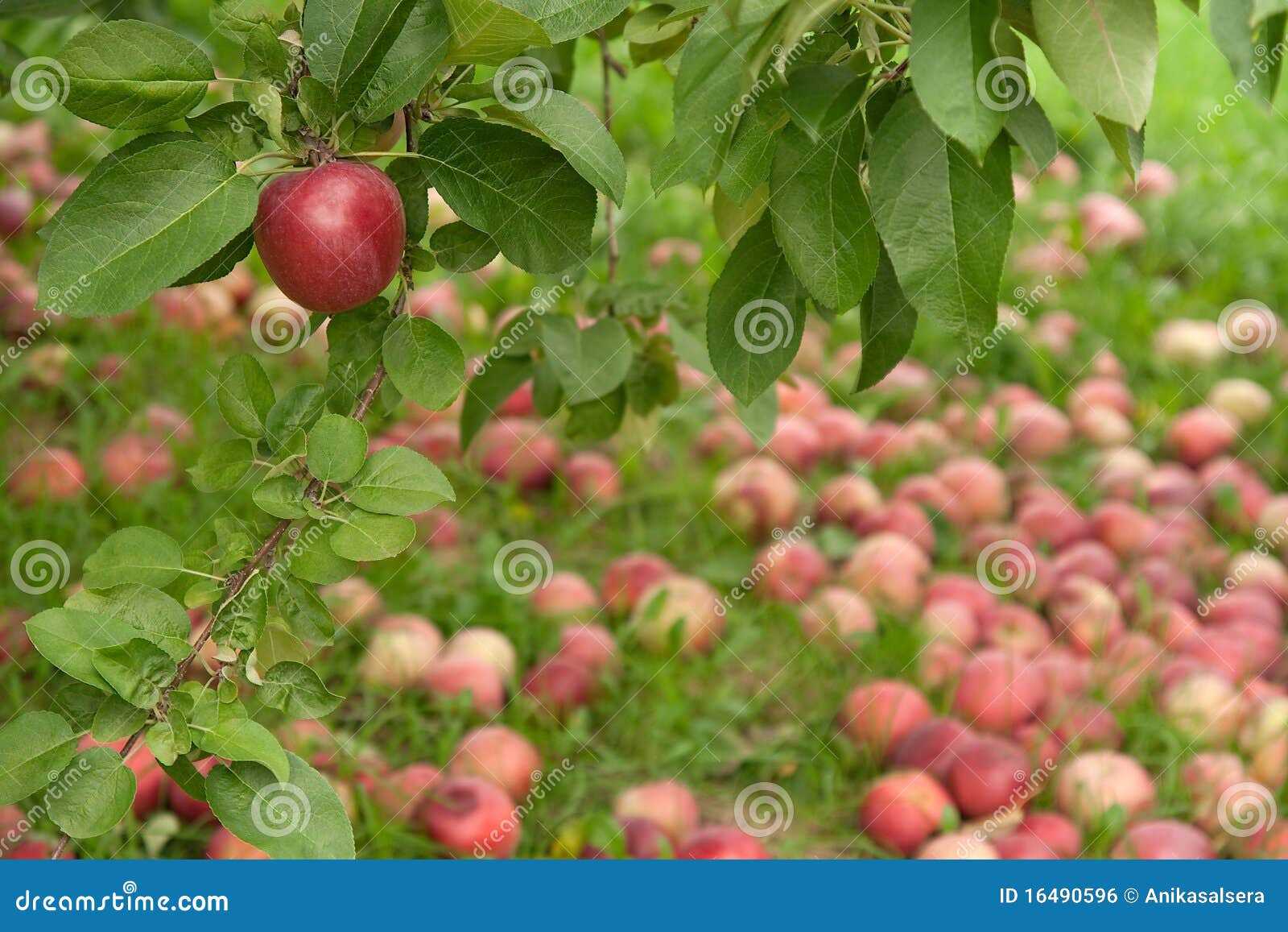 Apple on a Branch in Autumn Orchard Stock Photo - Image of background ...