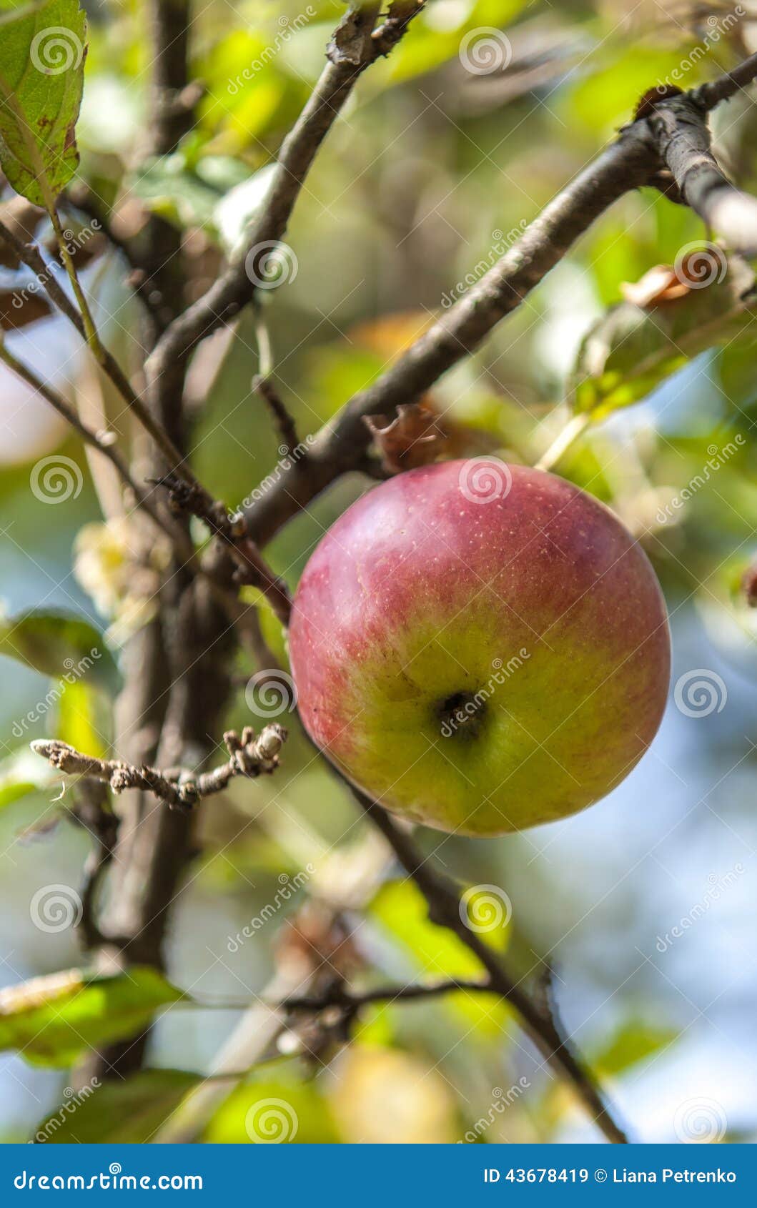 Apple on branch stock image. Image of food, agriculture - 43678419