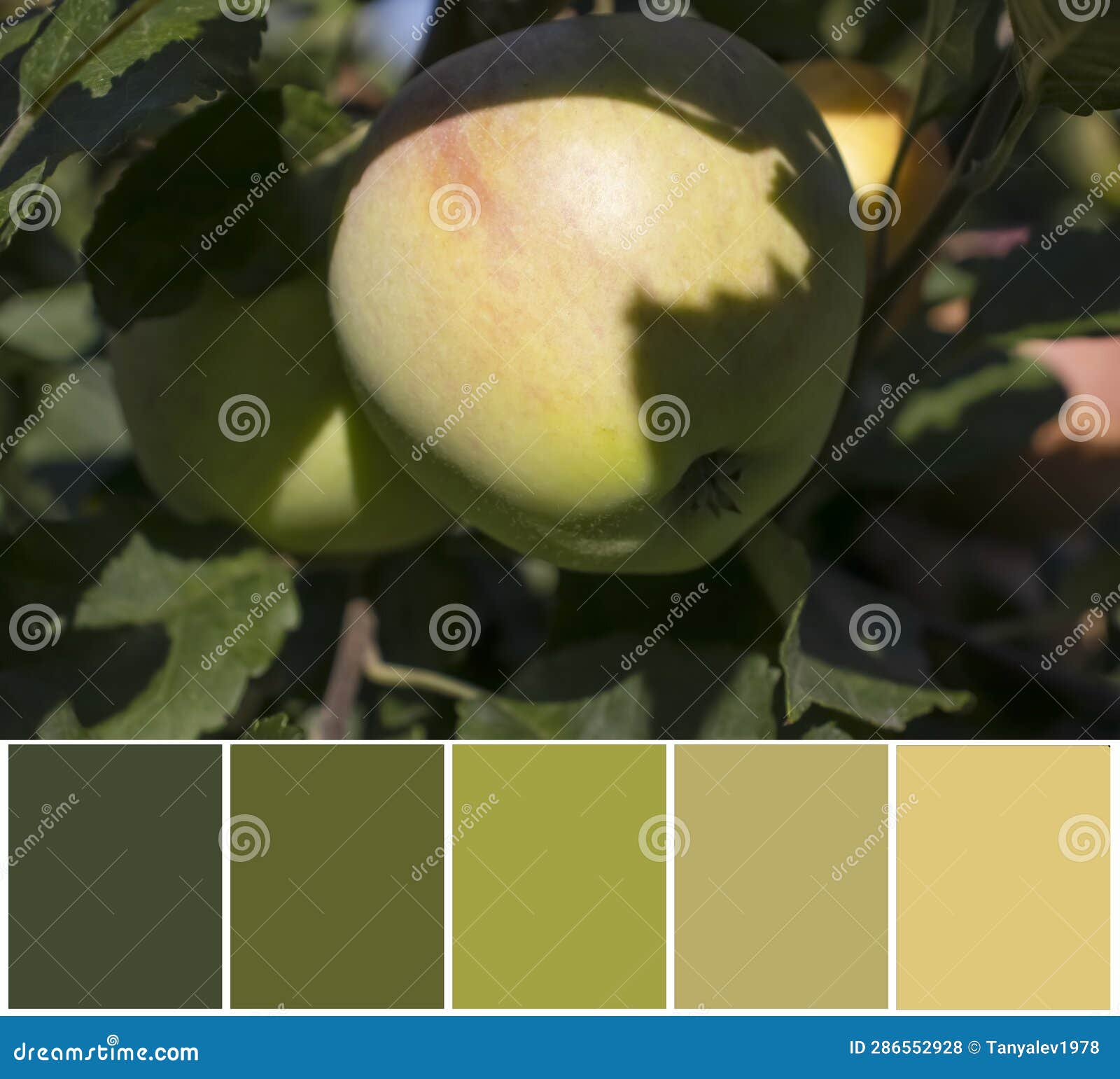 Apple on Branch, Color Swatch, Palette Multicolor Collection Stock ...