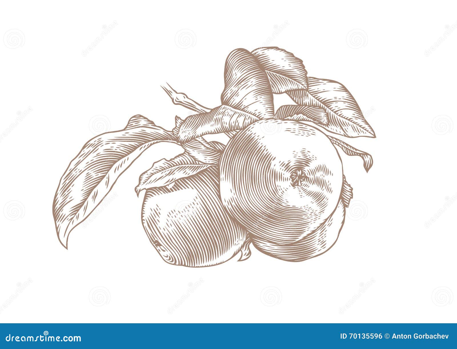 Apple Branch With Buds And Leaves Black And White Ink Sketch Isolated ...