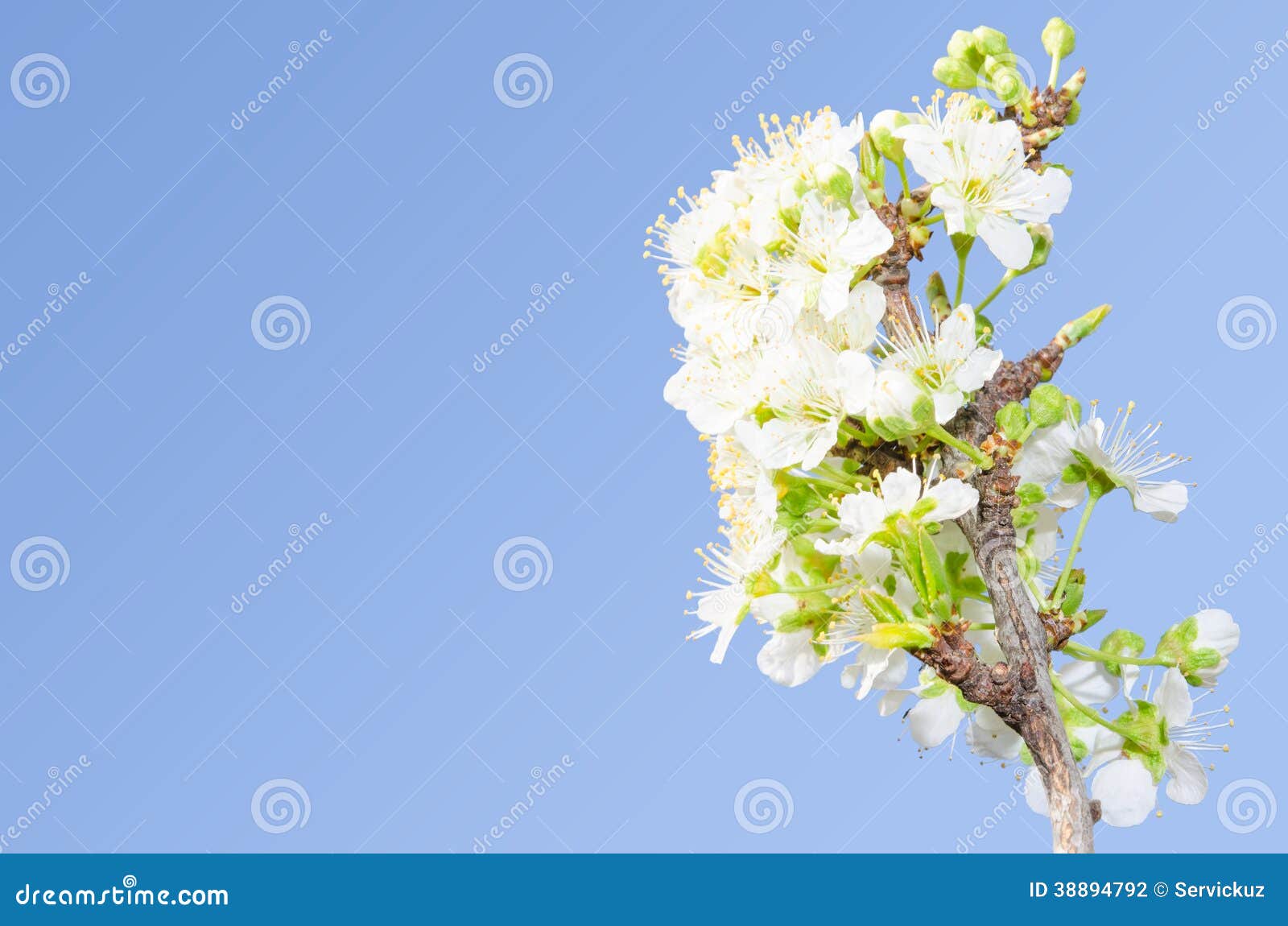 Apple Branch Spring Blossom Stock Photo - Image of apricot, leafage ...