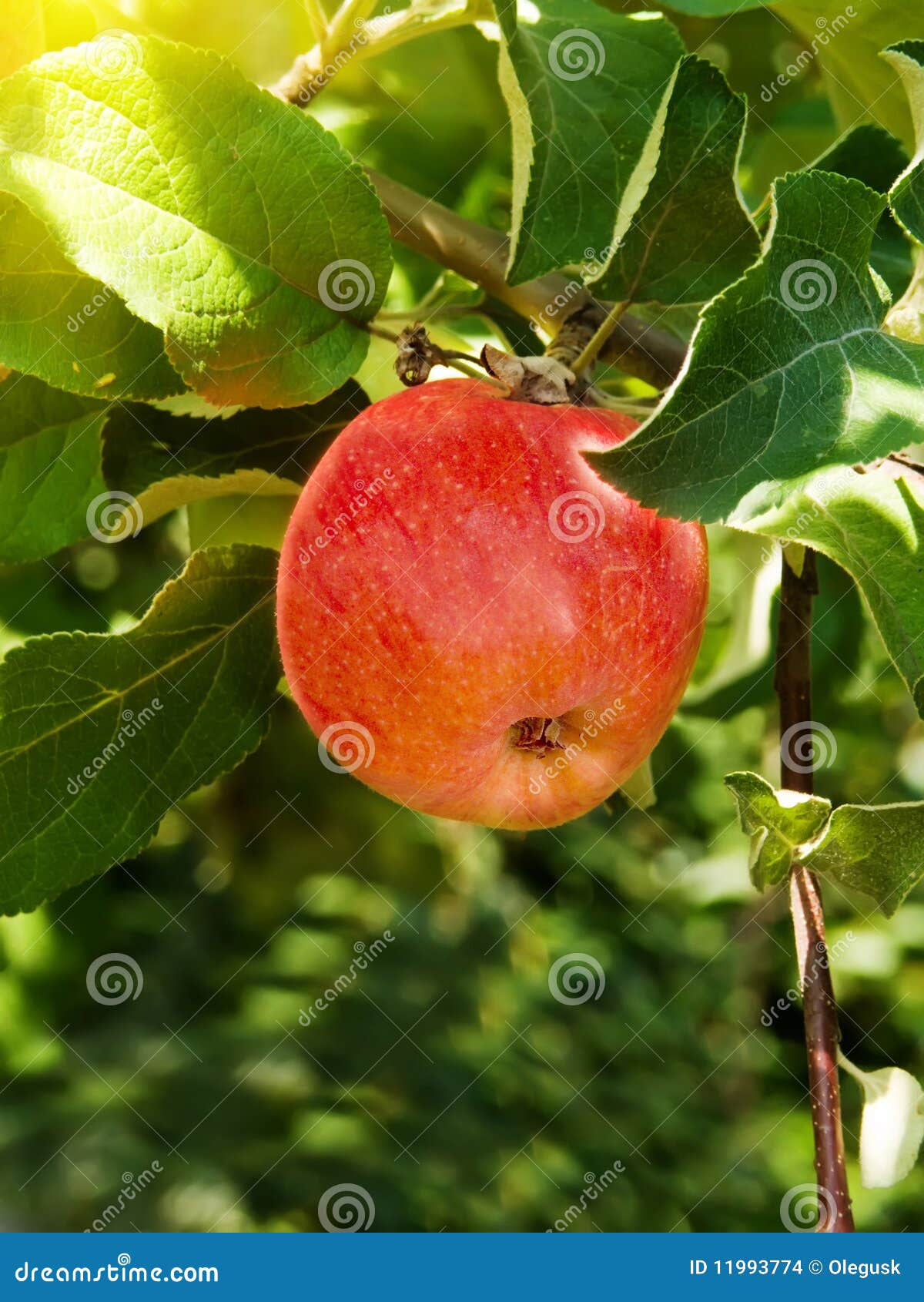 Apple branch tree stock photo. Image of summer, bright - 11993774