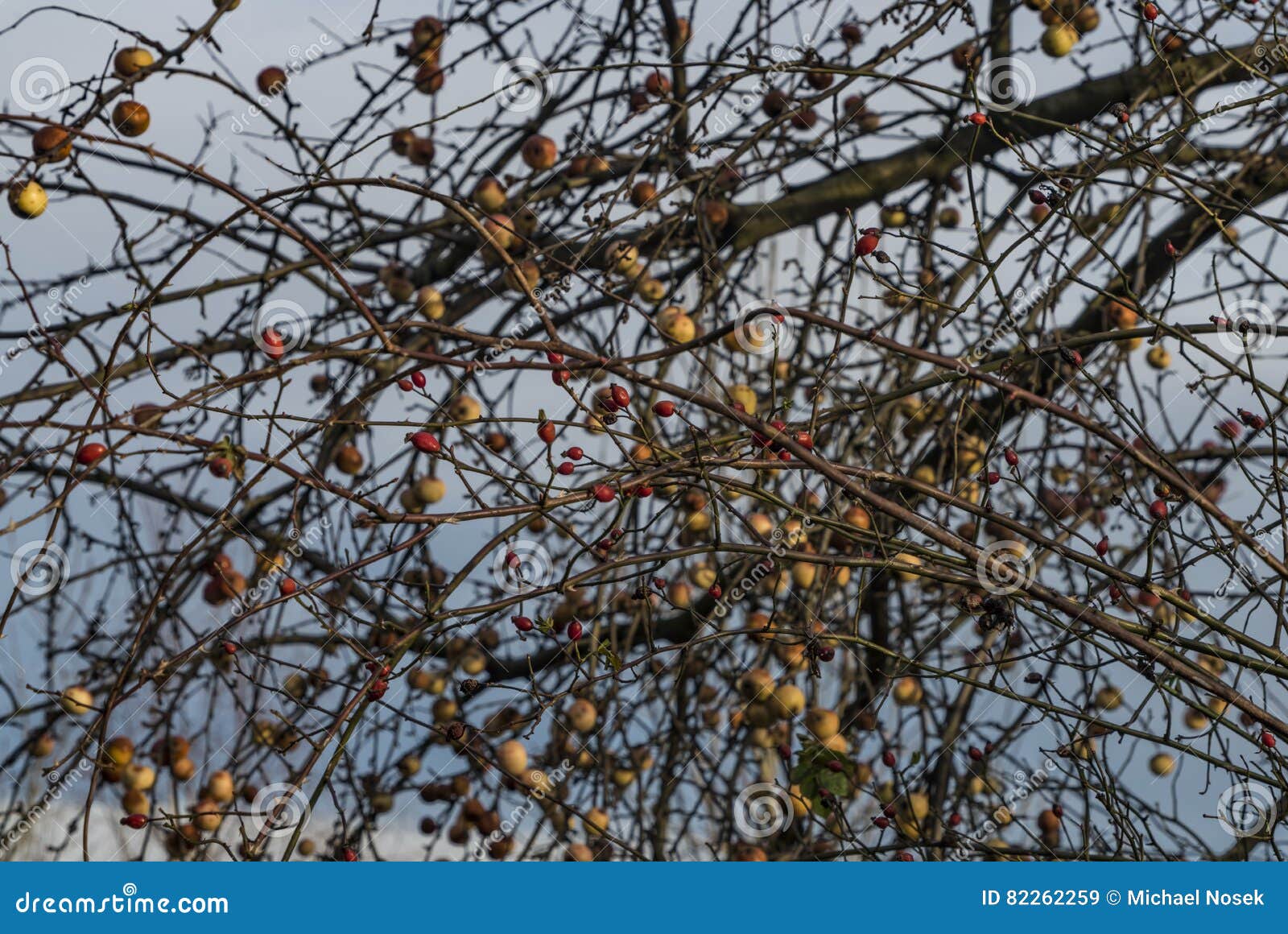 Apple and Brier Tree in Winter Stock Image - Image of cooking, apple ...