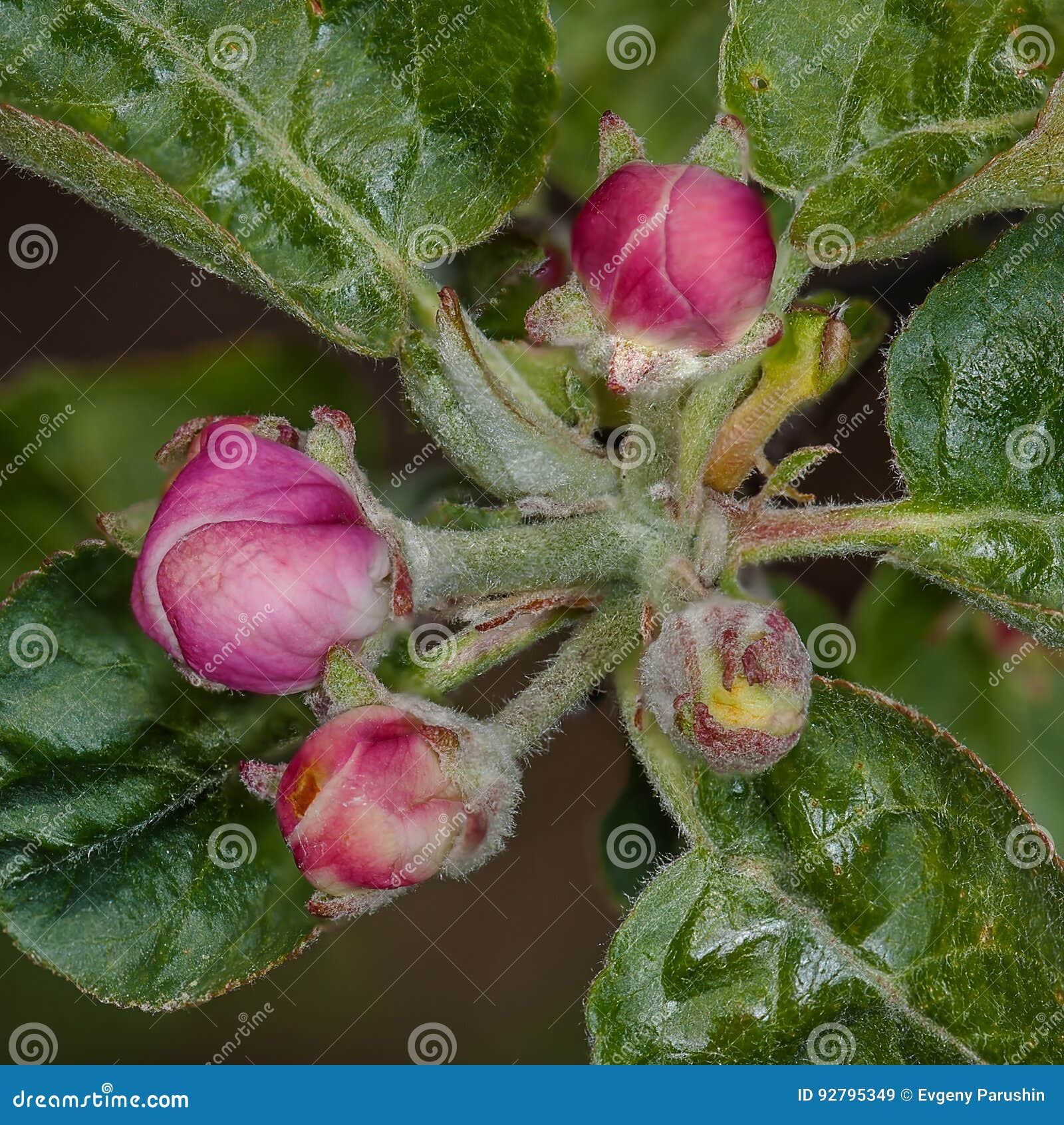 Apple bud Apple-tree Malus stock image. Image of floral - 92795349