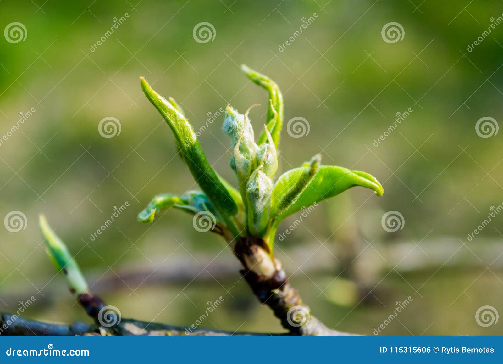 An Apple Bud in Early Spring Just Begin To Evolve Stock Photo - Image ...