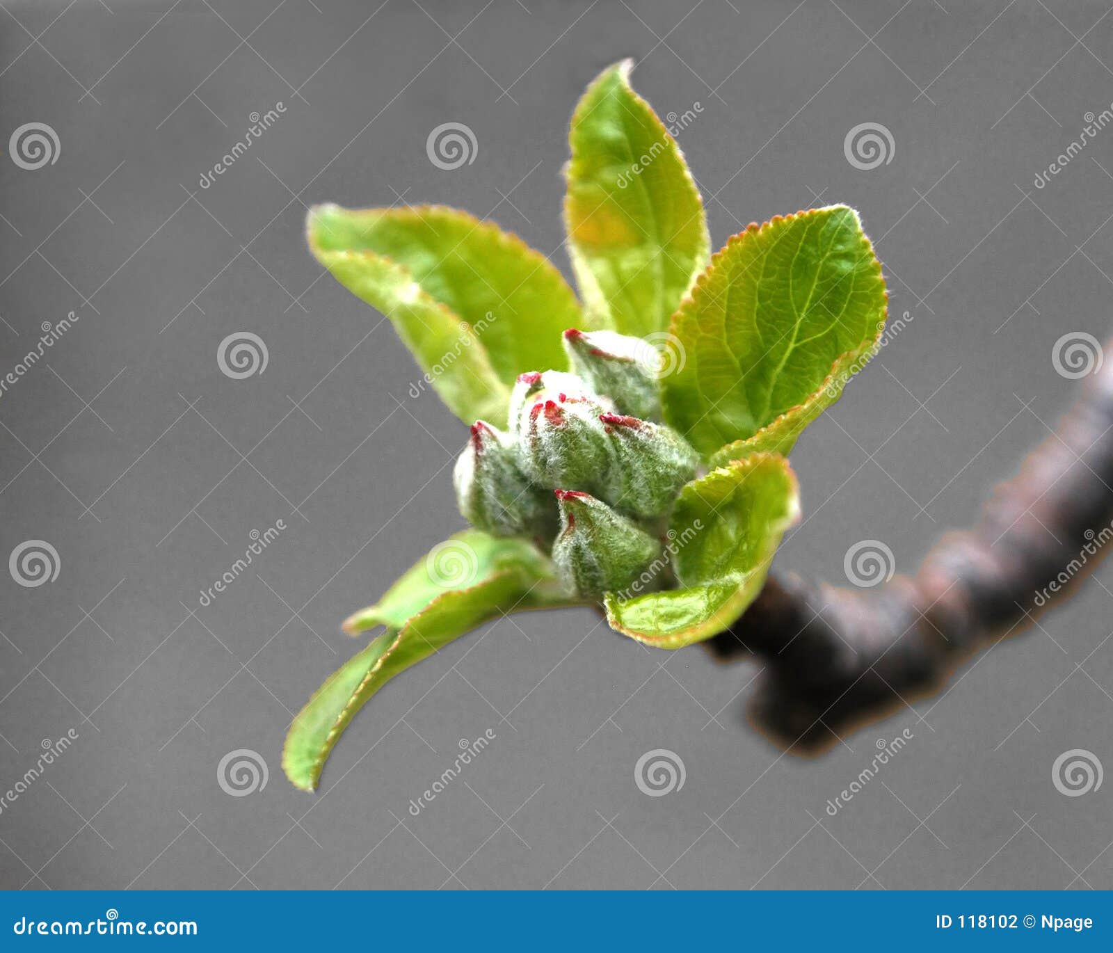 Apple Buds stock photo. Image of agriculture, farming, orchard - 118102