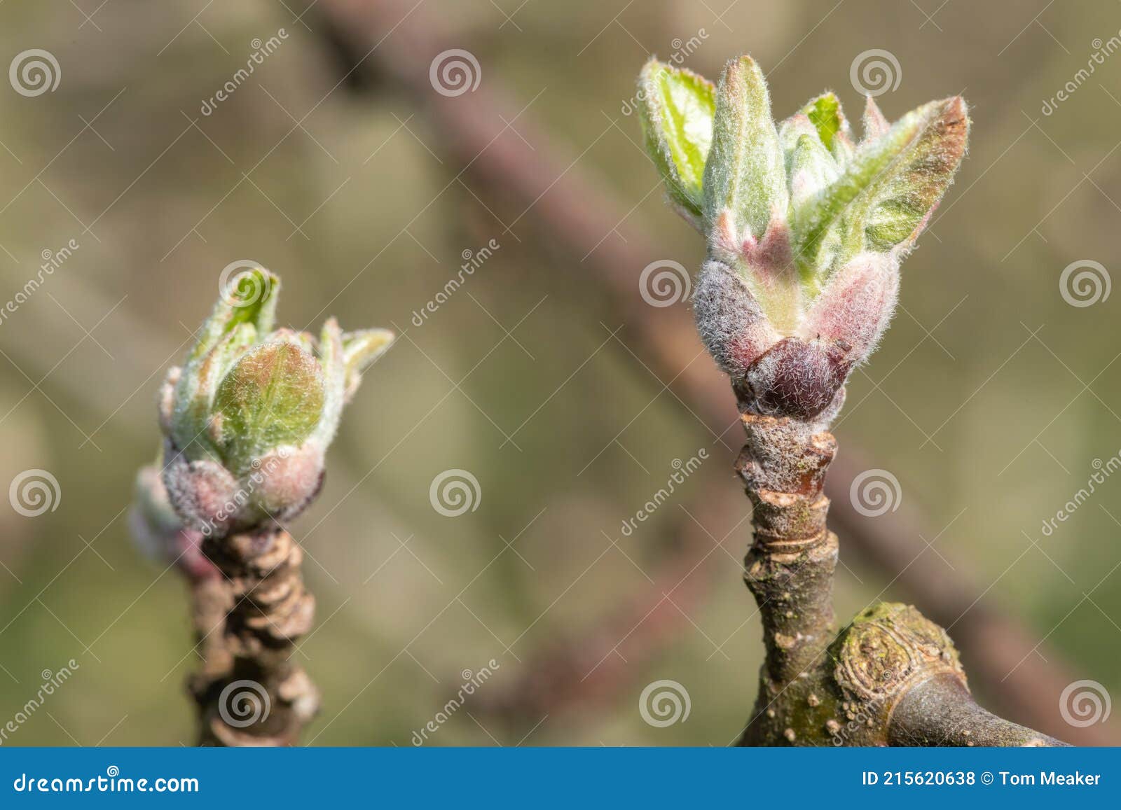 Apple buds stock photo. Image of environment, burst - 215620638
