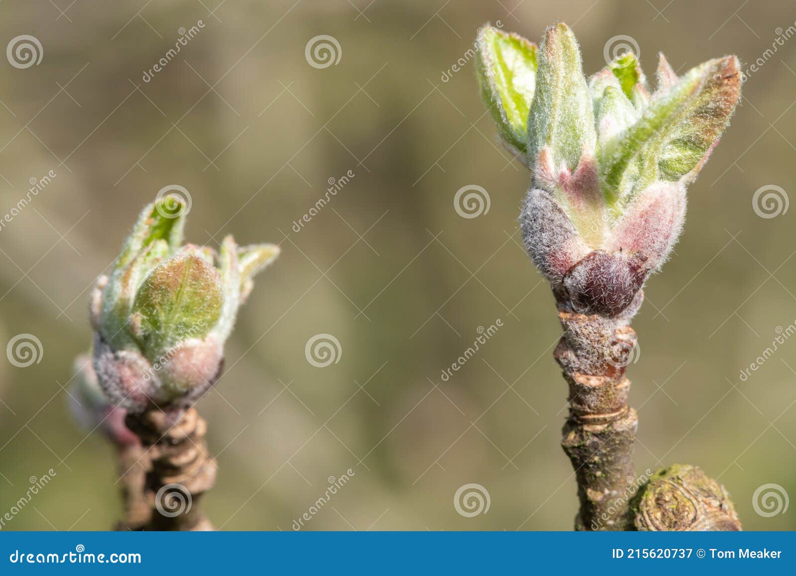 Apple buds stock image. Image of buds, floral, emergance - 215620737