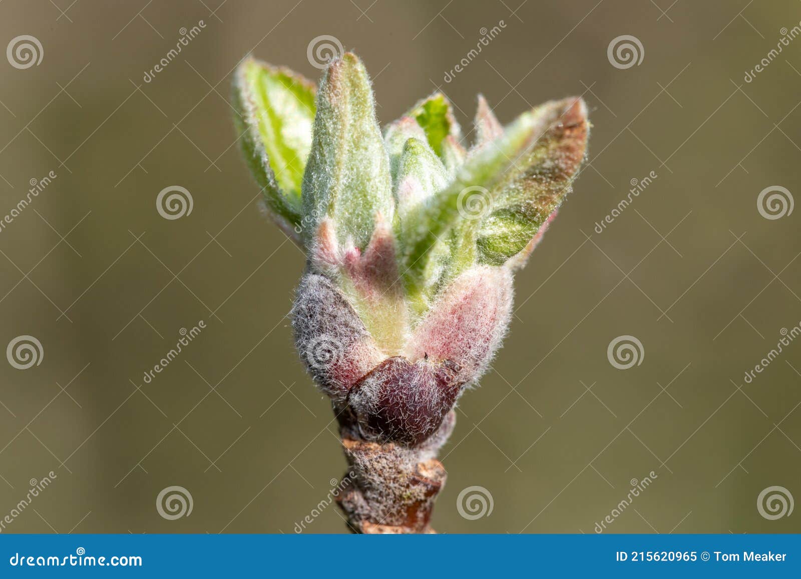 Apple buds stock image. Image of flora, nautral, fragility - 215620965