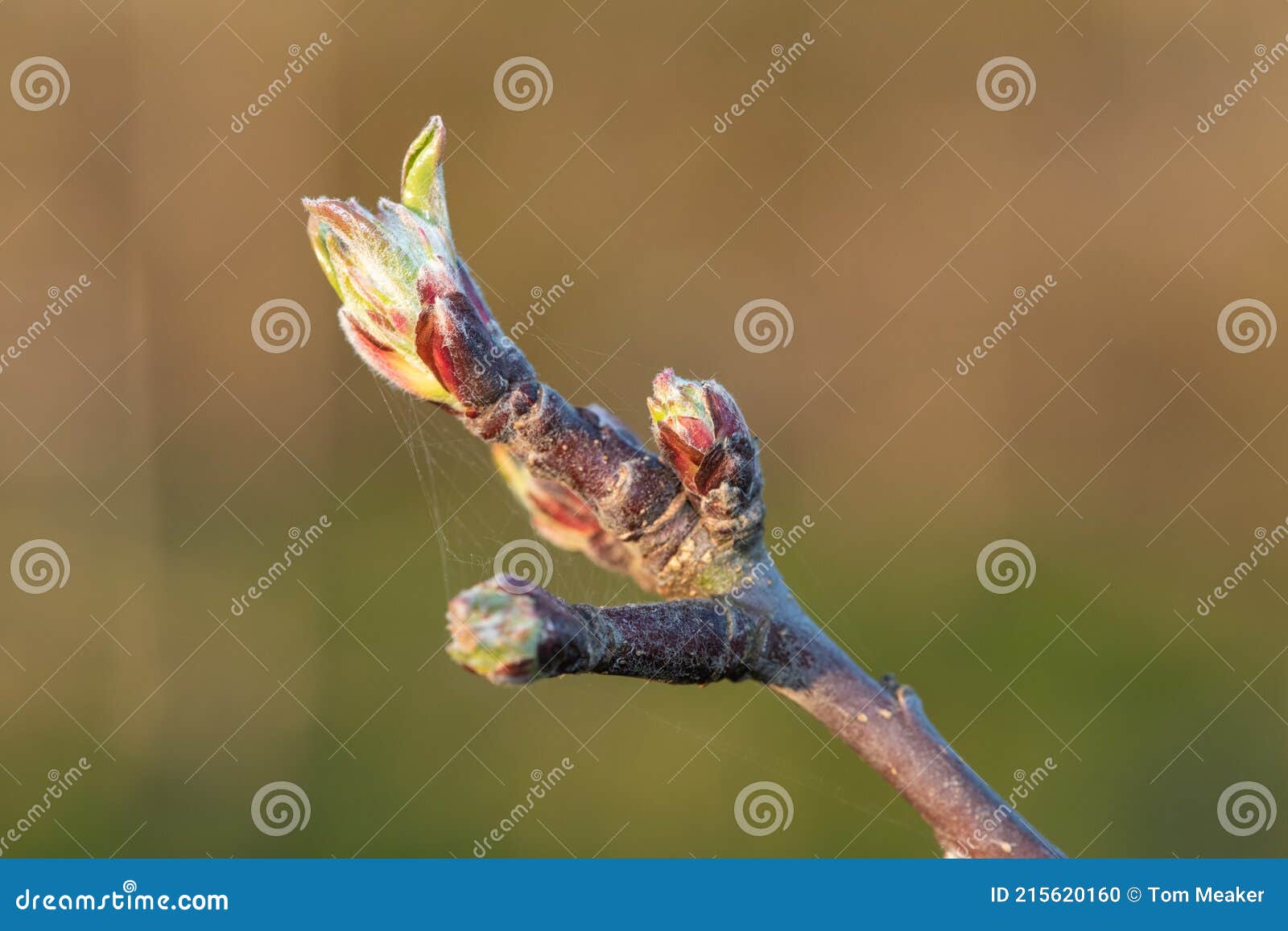 Apple buds stock photo. Image of close, horizontal, plant - 215620160