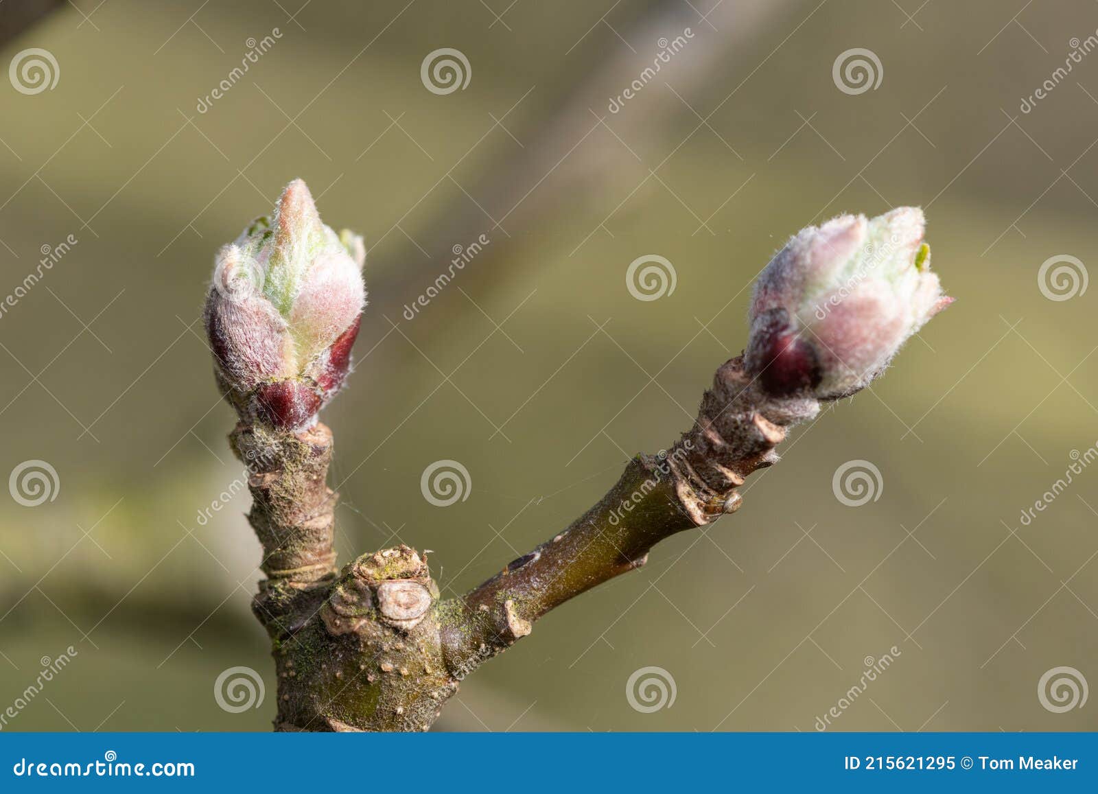 Apple buds stock image. Image of closeup, branch, horizontal - 215621295