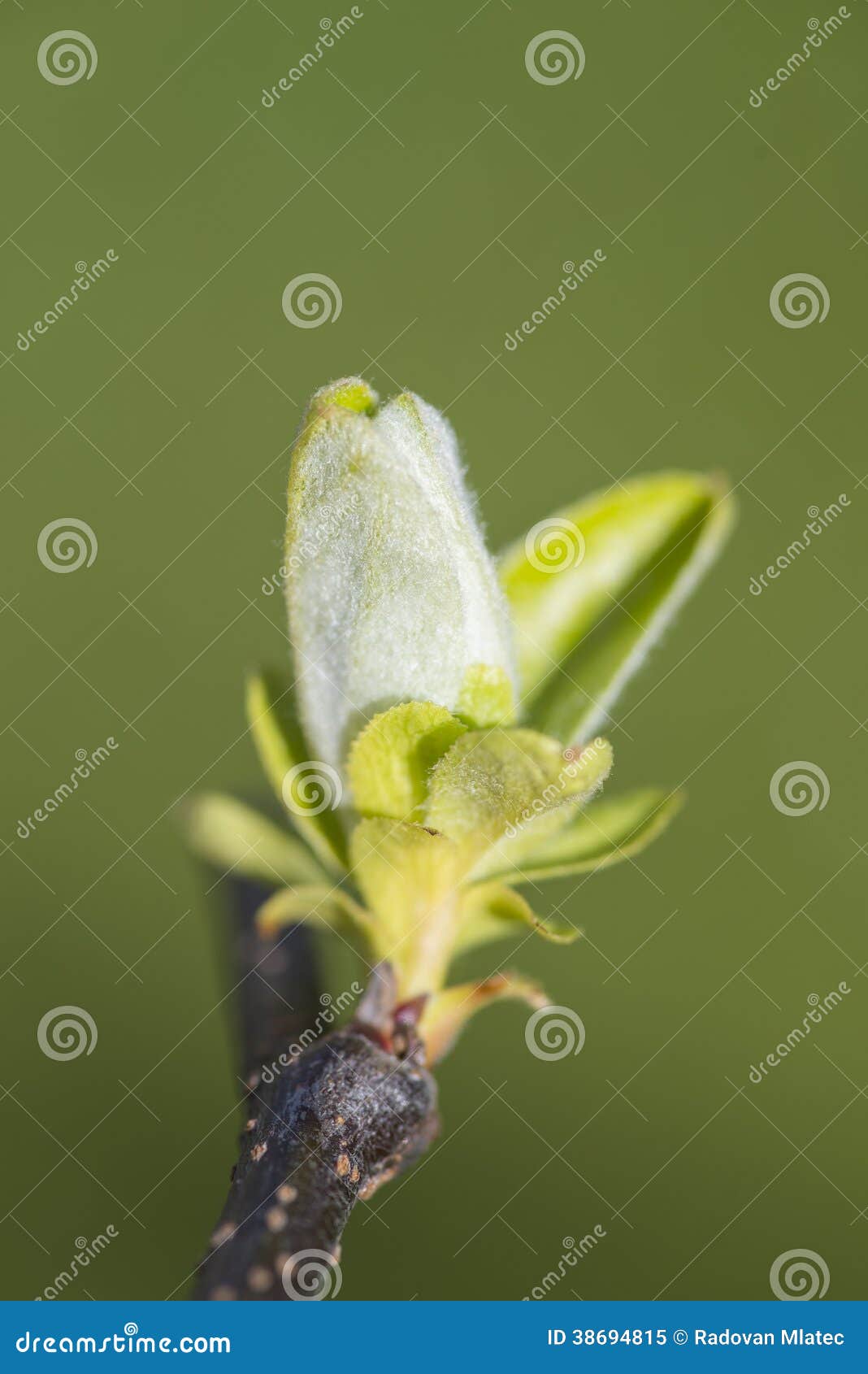 Apple buds stock image. Image of tree, seasonal, garden - 38694815