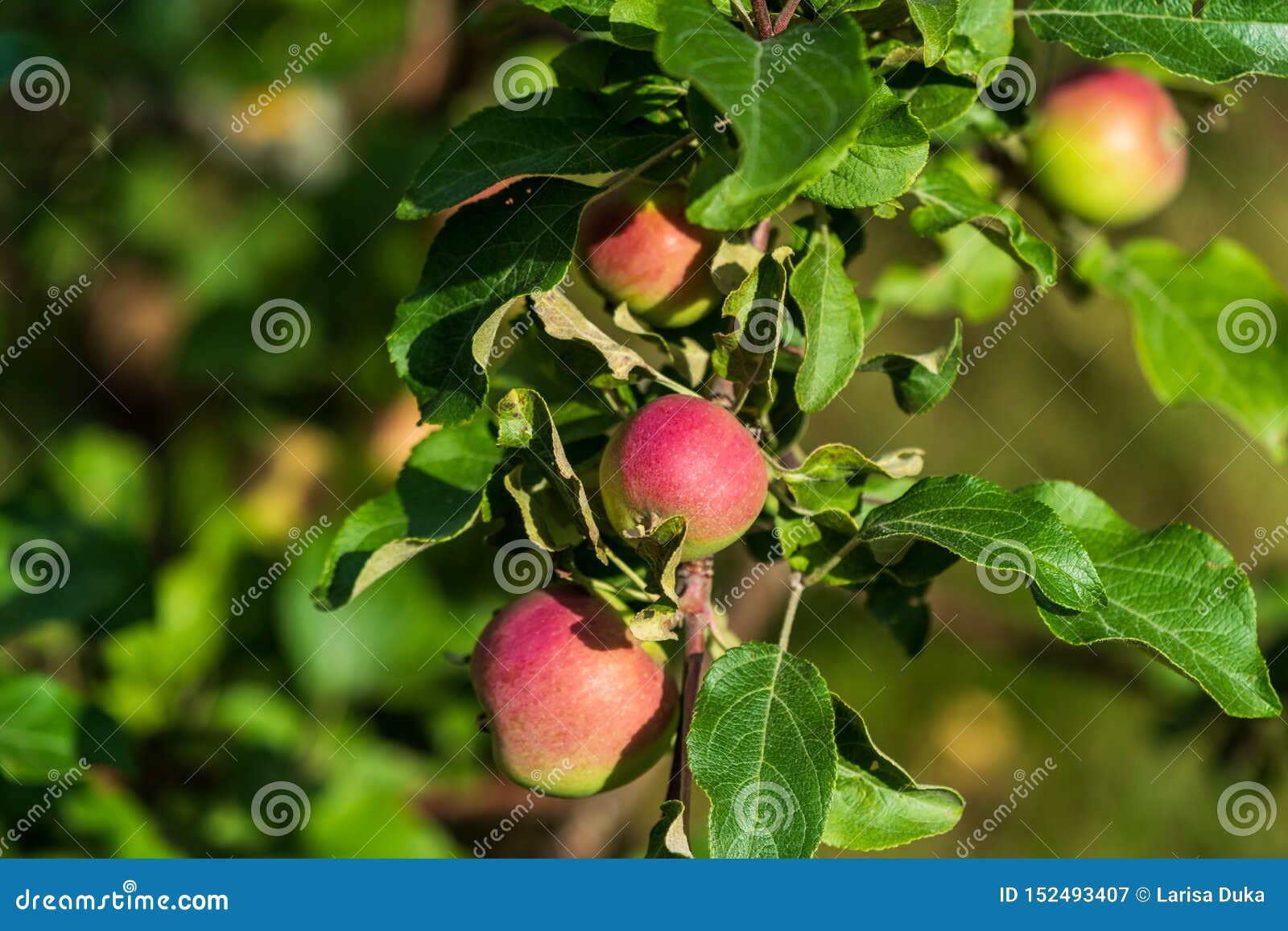 Apple in a Bush of Apple Plant in a Garden, Summer Stock Image - Image ...