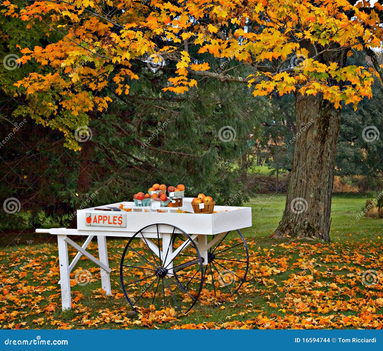 Apple cart, fall stock photo. Image of countryside, thanksgiving - 16594744
