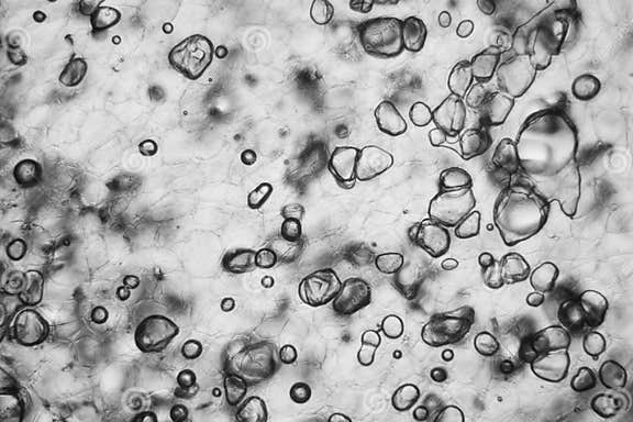 Apple Cells at the Microscope Stock Image - Image of apple, research ...