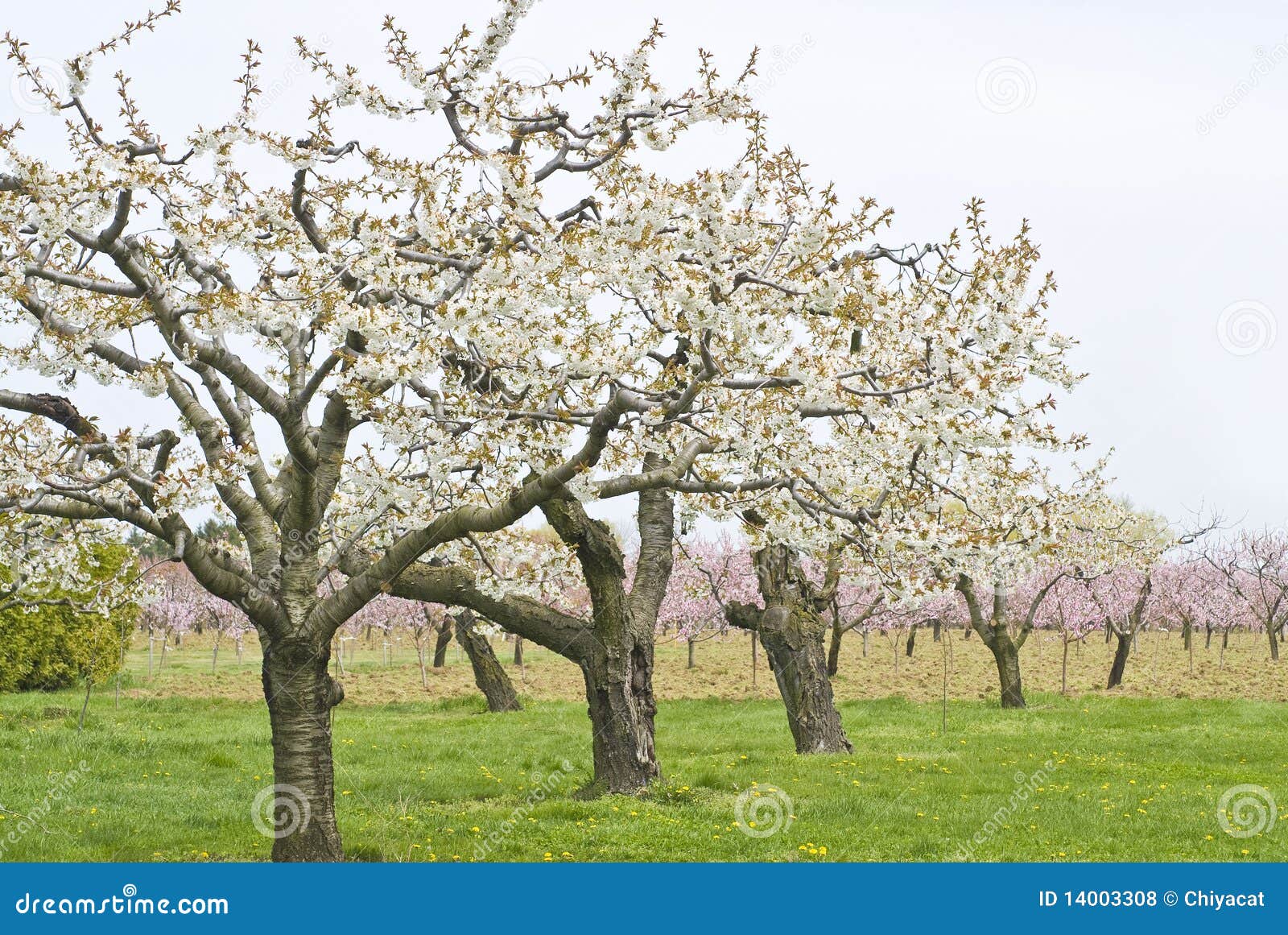 Apple And Cherry Orchards In Spring Stock Photo - Image of agriculture ...