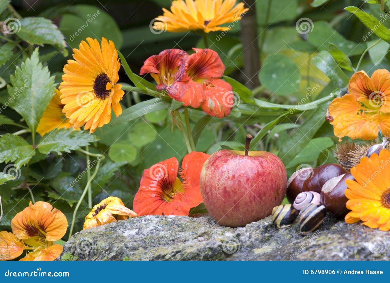 Apple with Chestnut and Flower Stock Photo - Image of background ...