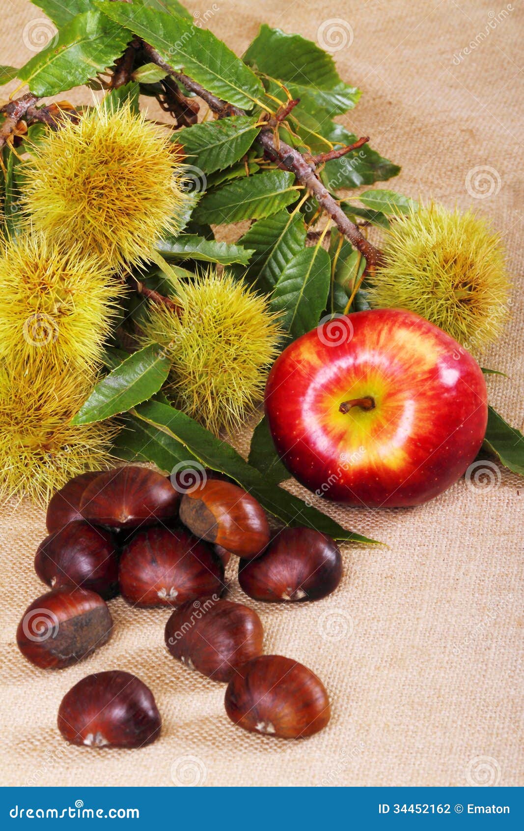 Apple and chestnuts stock photo. Image of hedgehog, fruit - 34452162