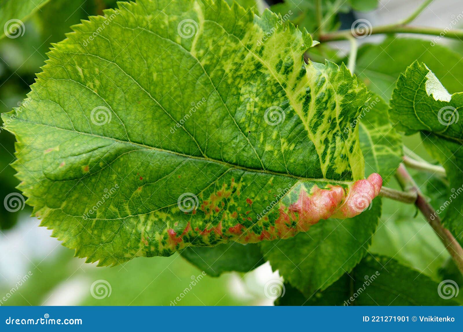 Apple Chlorotic Leaf Spot Virus Stock Image - Image of leaves, blast ...
