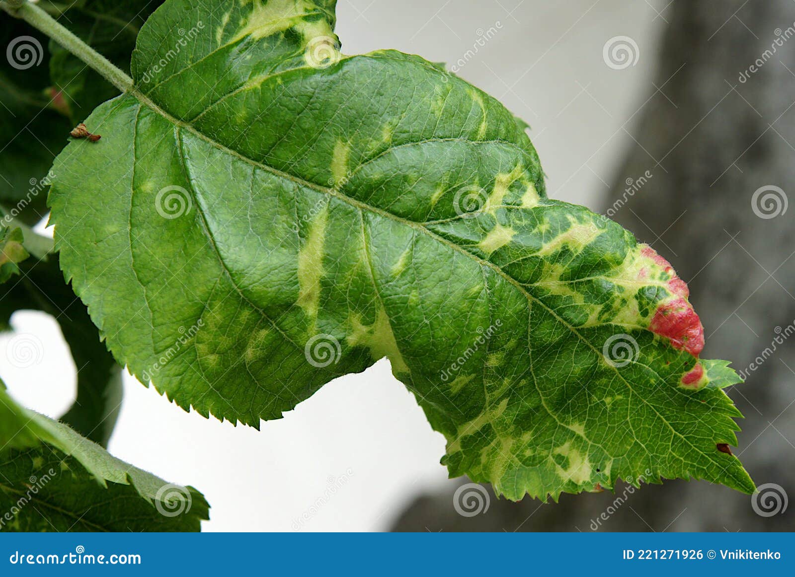 Apple Chlorotic Leaf Spot Virus Stock Photo - Image of tree, fruit ...