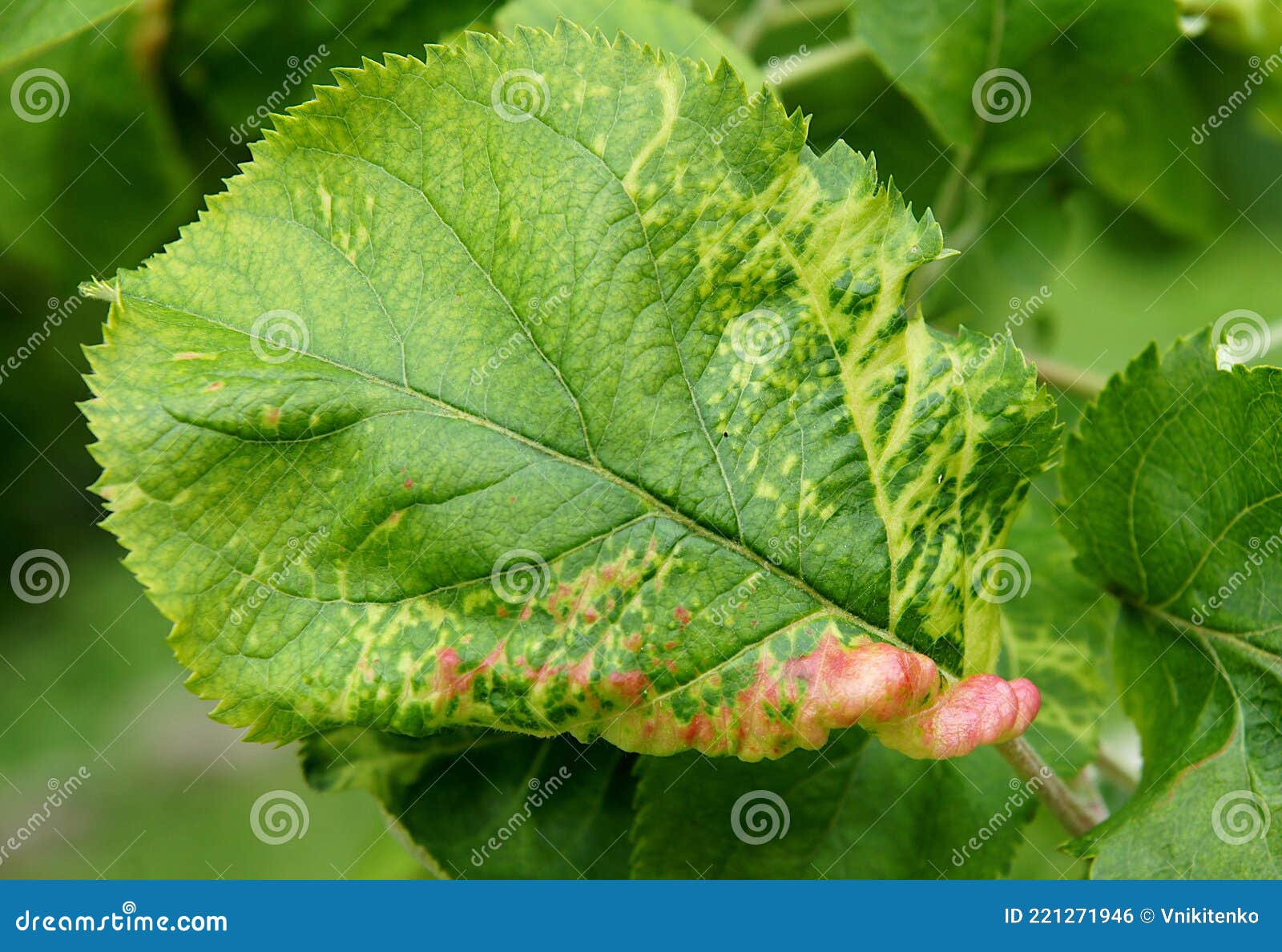 Apple Chlorotic Leaf Spot Virus Stock Photo - Image of brown, summer ...