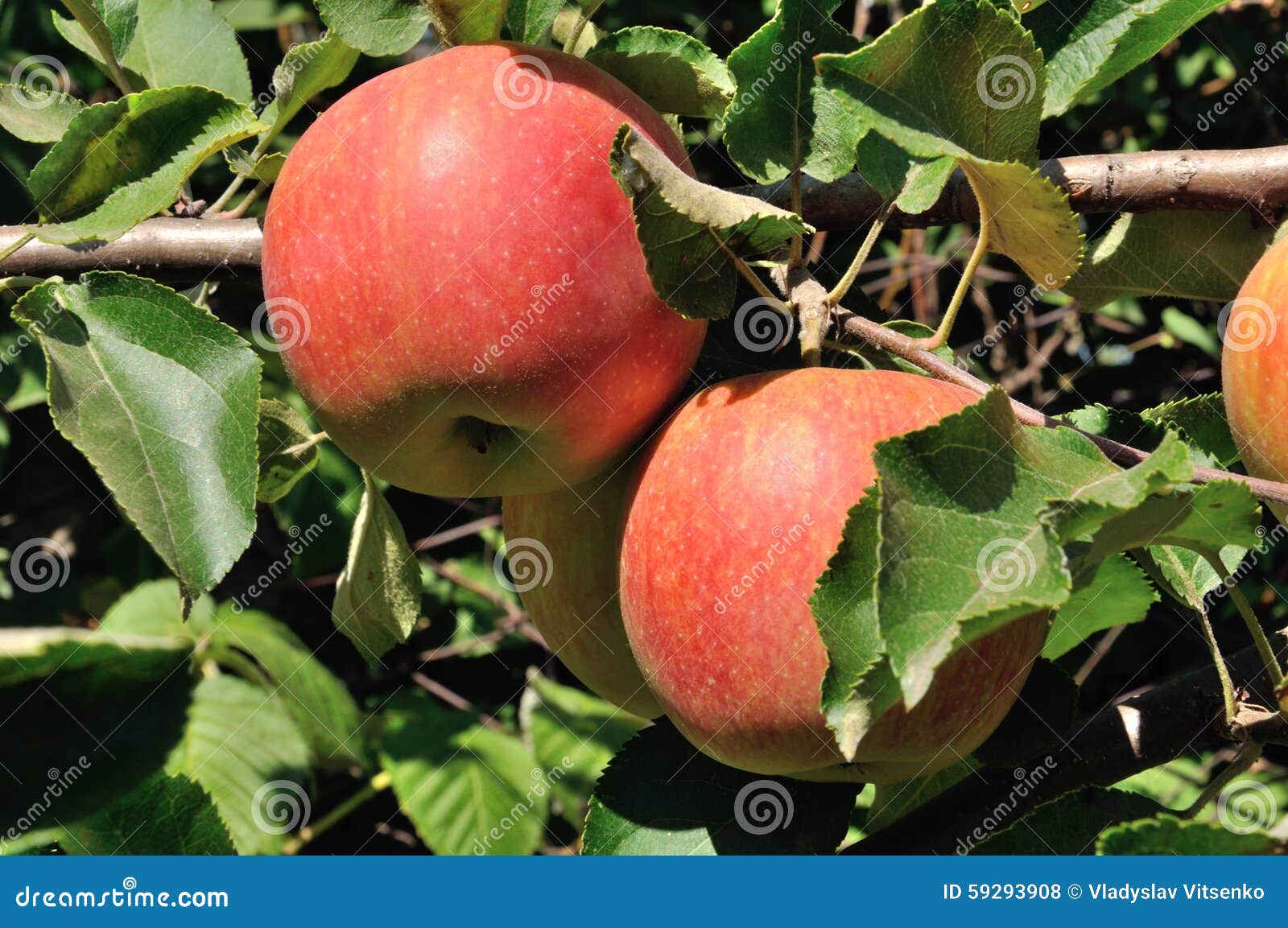 Apple stock photo. Image of lifestyles, nature, gourmet - 59293908
